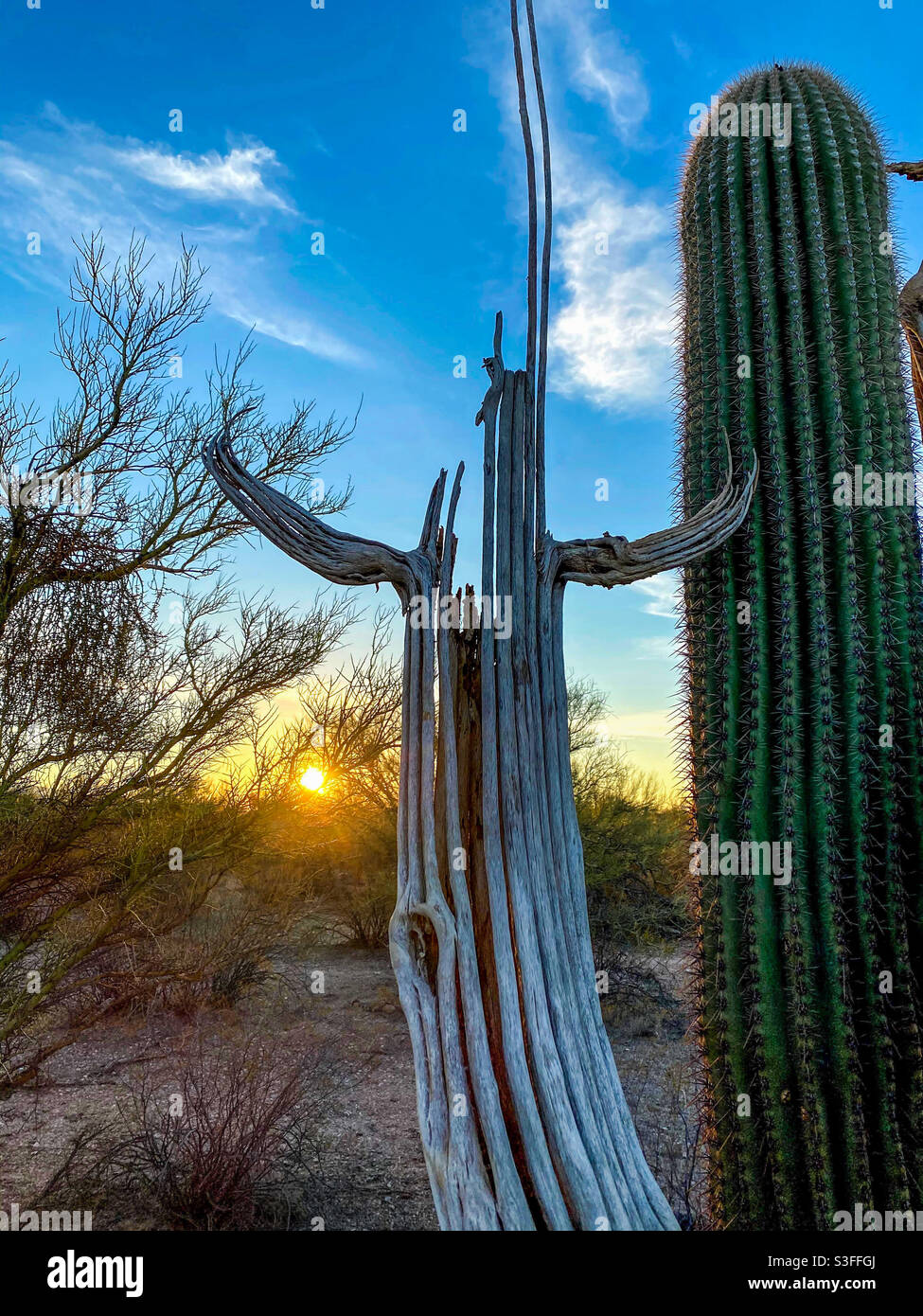 Cactus desert skeleton hi-res stock photography and images - Alamy