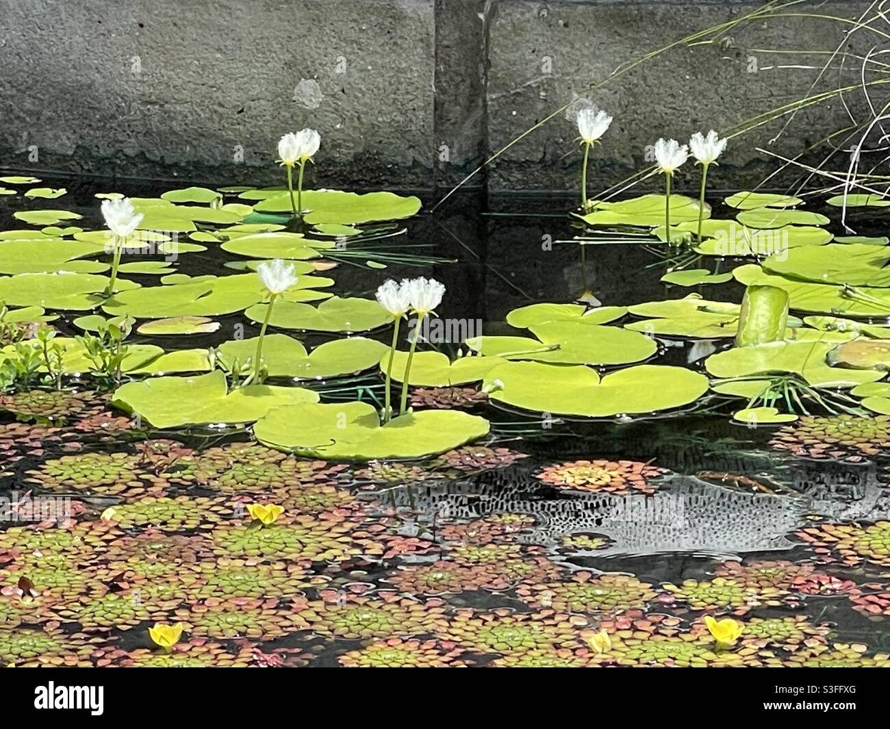 Lily fountain hi-res stock photography and images - Alamy