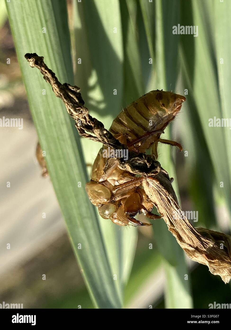 Cicada exoskeleton hi-res stock photography and images - Alamy