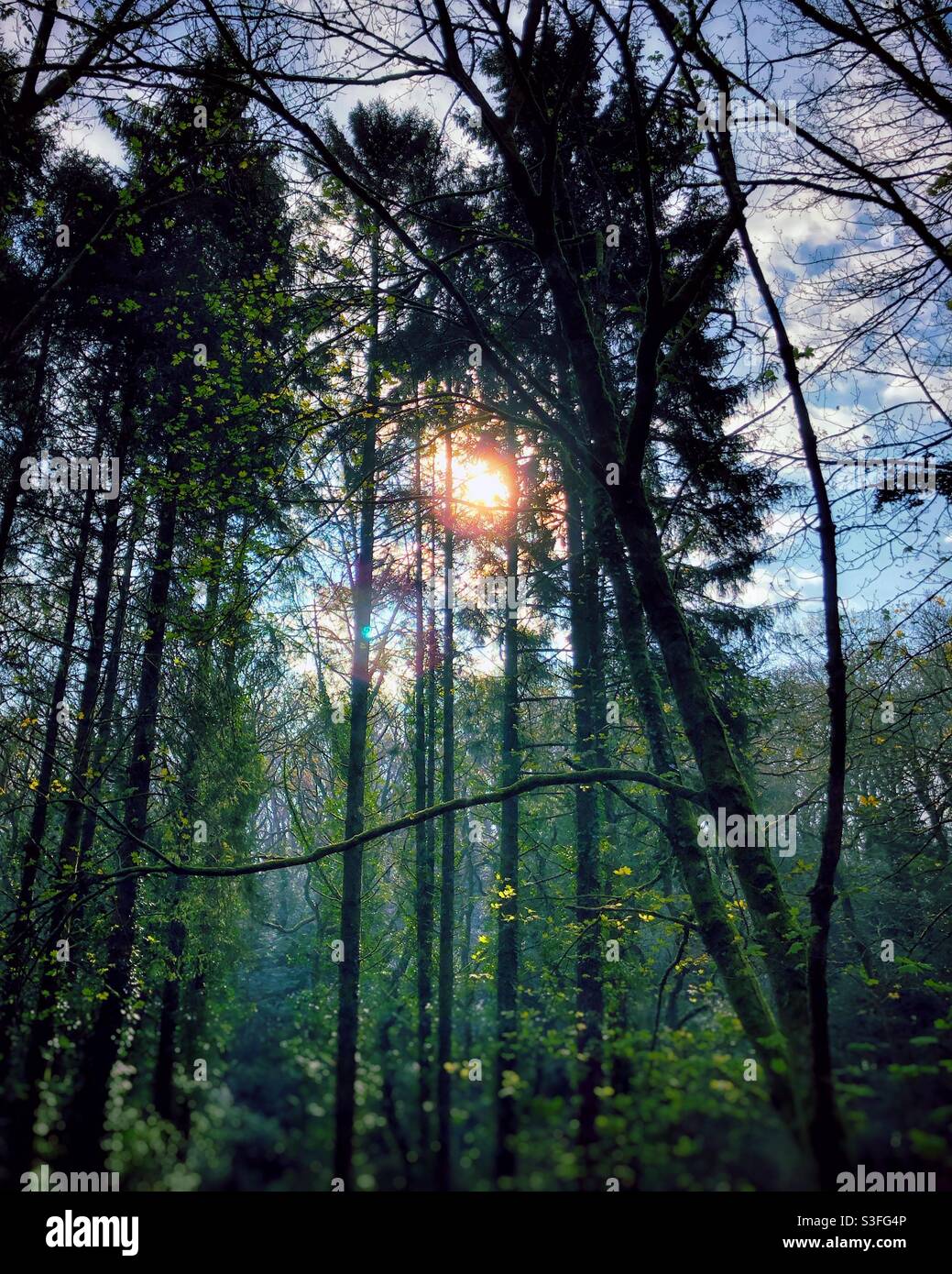 Welsh forest hi-res stock photography and images - Alamy