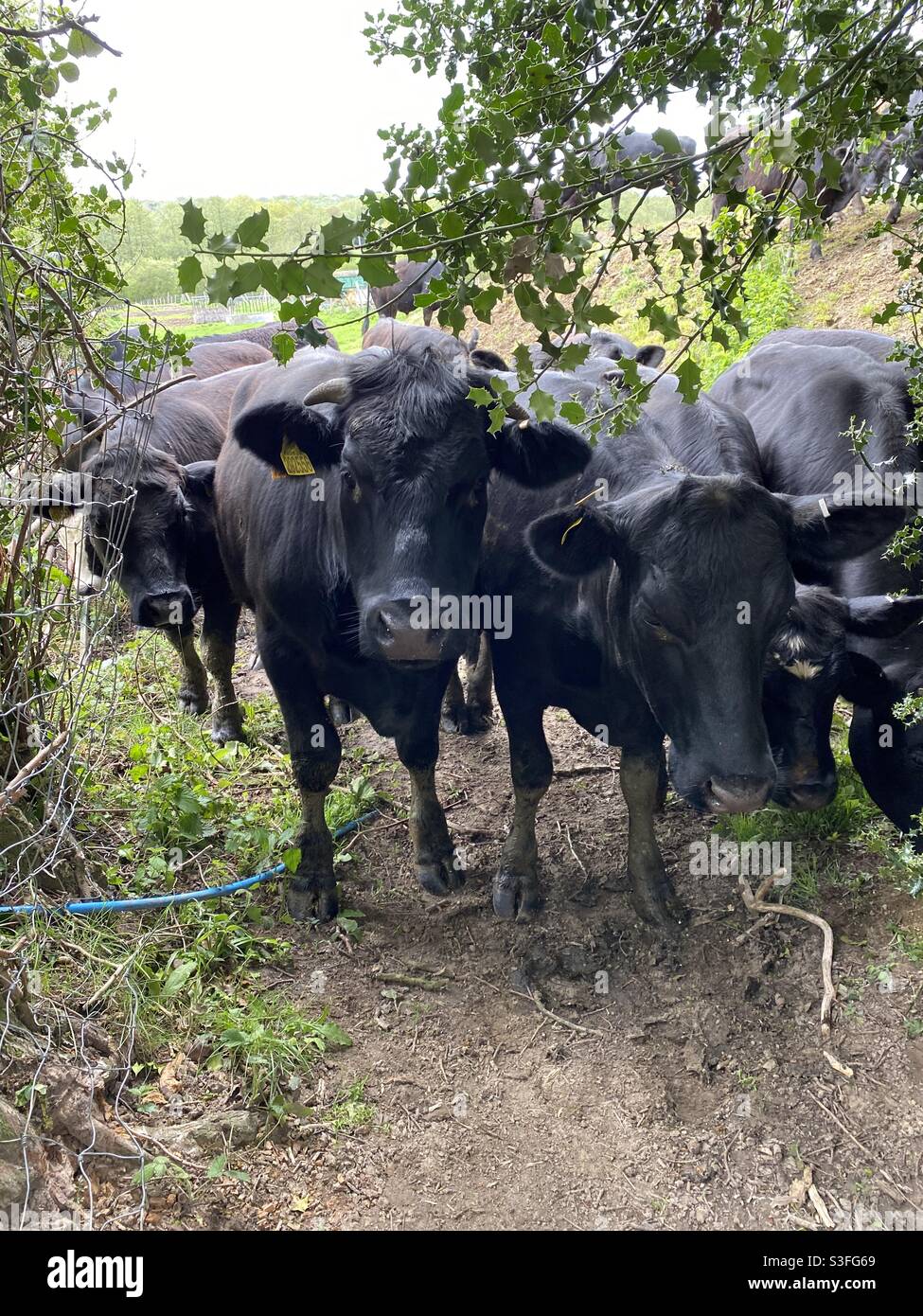 Black cows standing together Stock Photo - Alamy