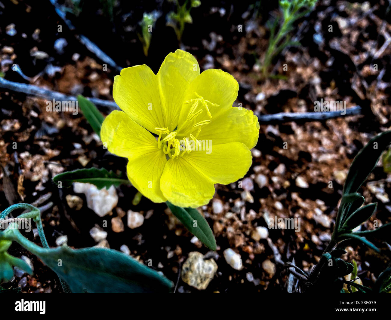 Single yellow primrose flower hi-res stock photography and images - Alamy