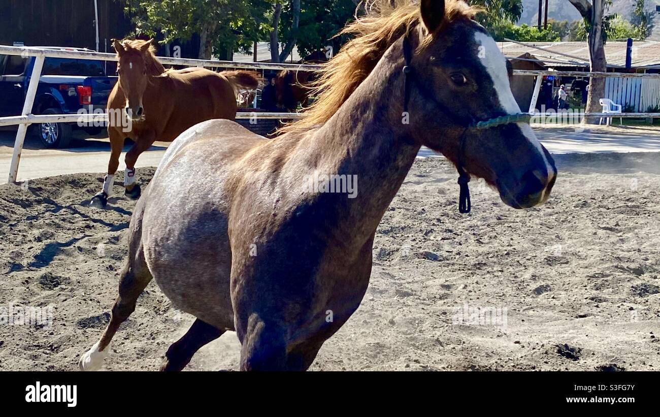 Play horse hi-res stock photography and images - Alamy