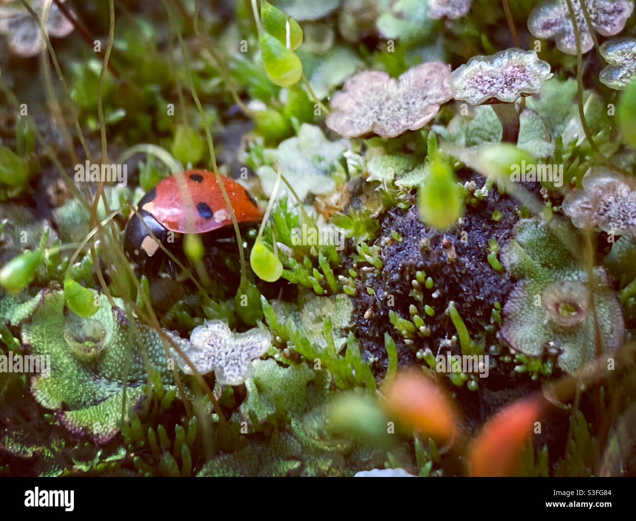 Moss plants hi-res stock photography and images - Alamy