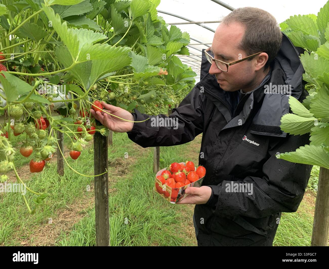 Pick your own strawberries - man picking strawberries from the plant ...