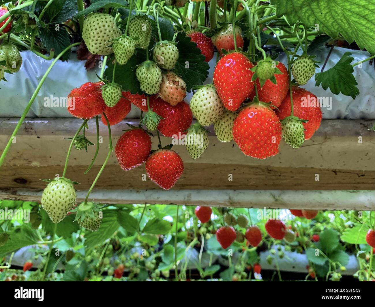 Strawberries ripe and unripe growing on the plant at a pick your own ...