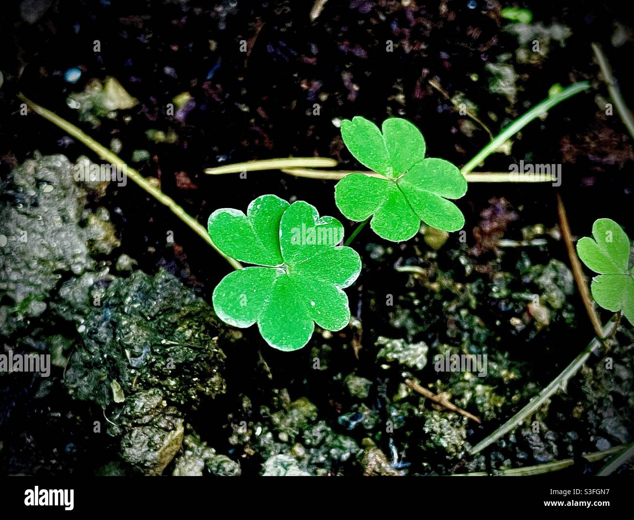 Four leafed clover Stock Photo - Alamy