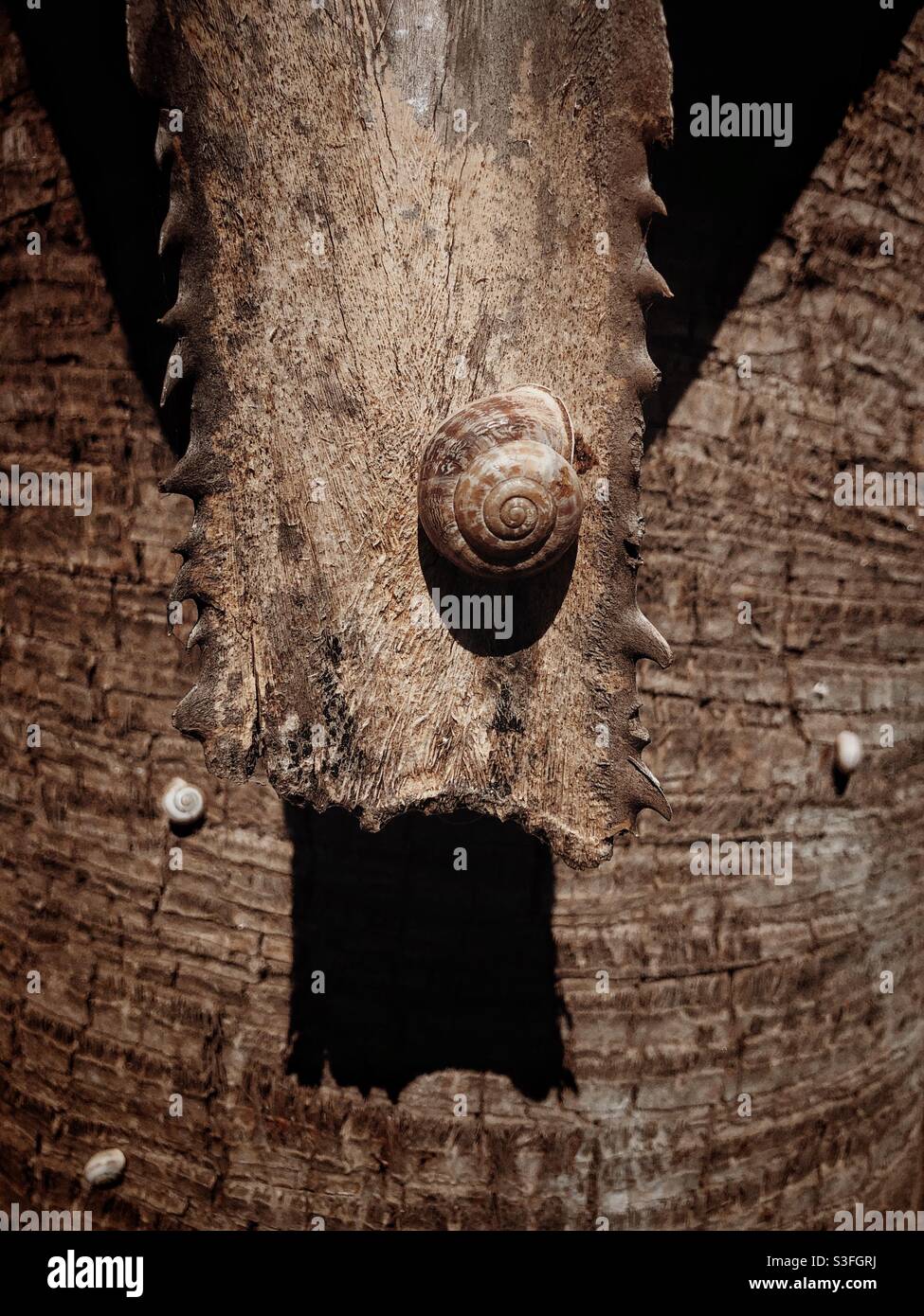 Artistic snail hi-res stock photography and images - Alamy