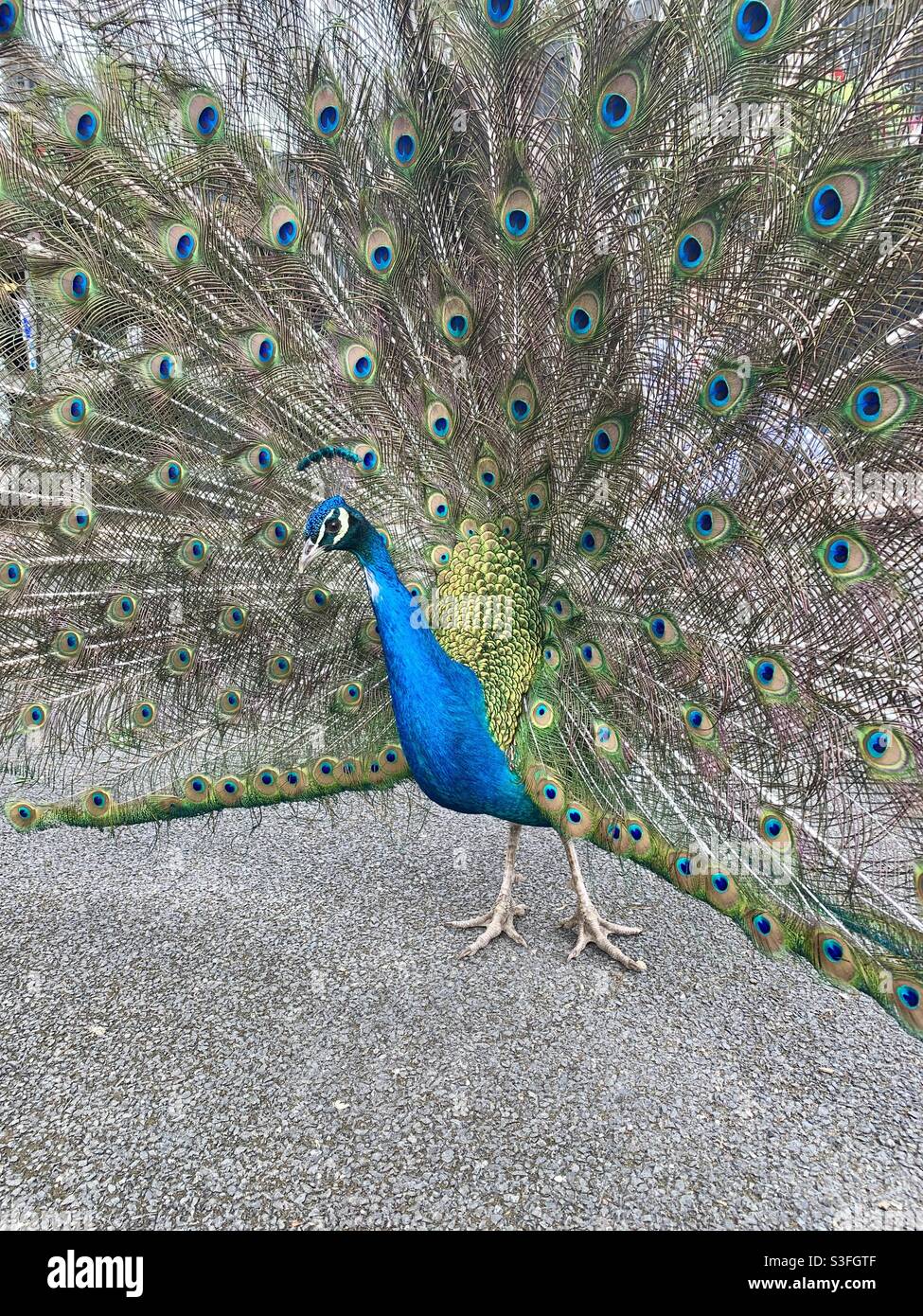 Peacock leaning to the left with feathers up Stock Photo - Alamy