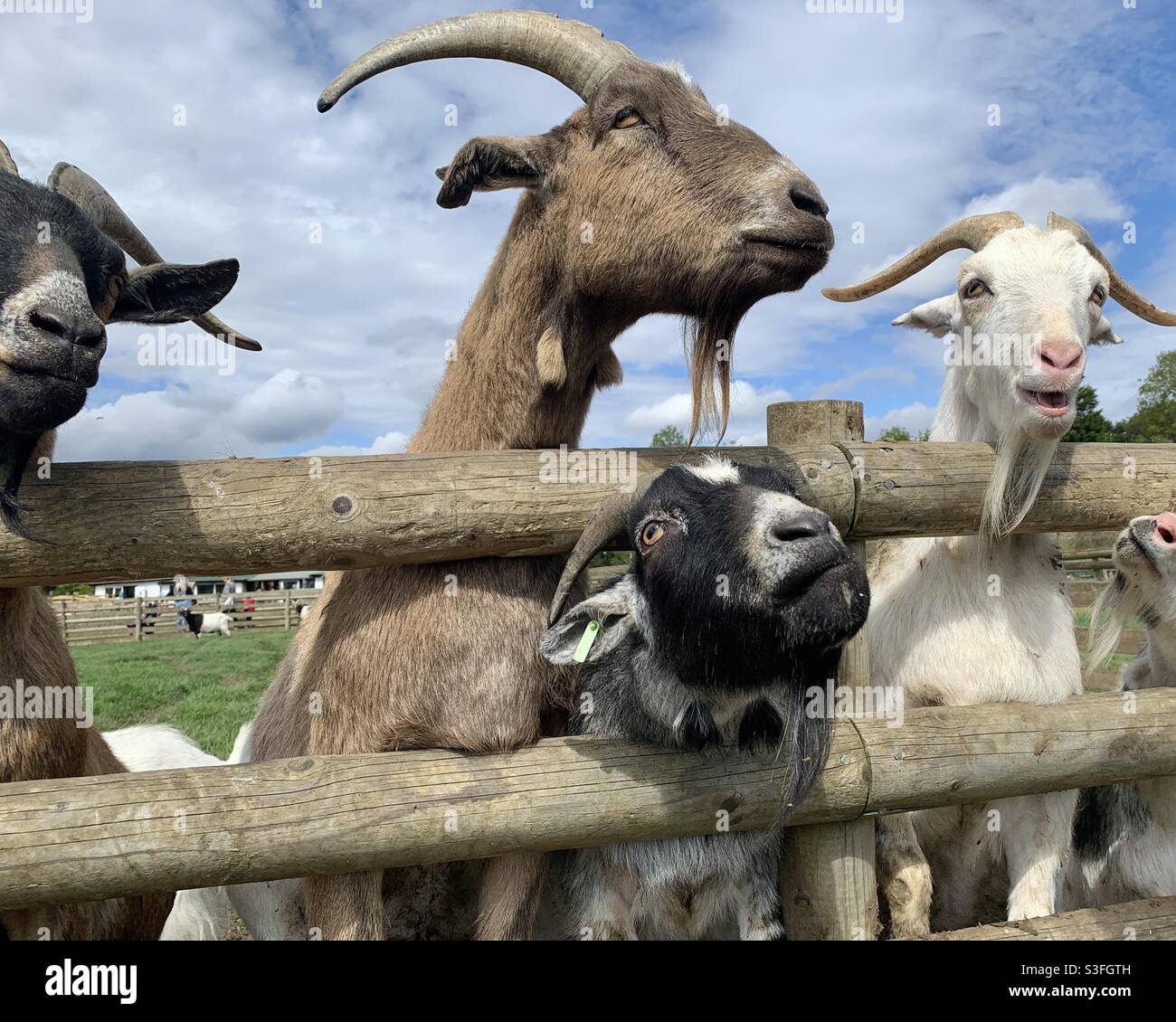 Goats behind fence hi-res stock photography and images - Alamy