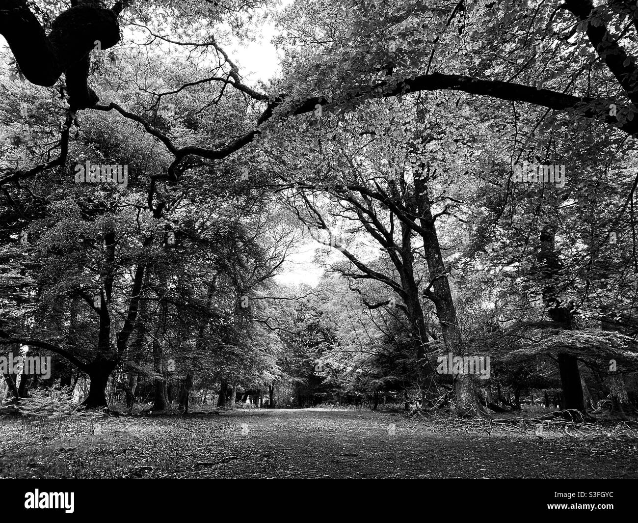 Deep dark woods hi-res stock photography and images - Alamy