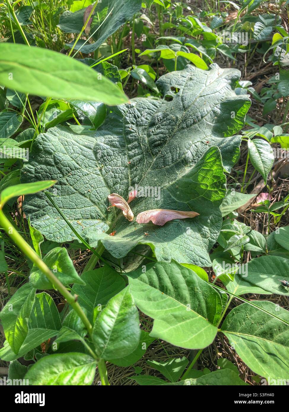 Green lush spring vegetation Stock Photo - Alamy