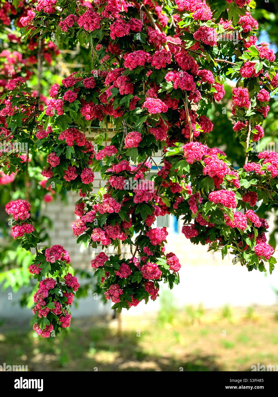 Large bunches hi-res stock photography and images - Alamy