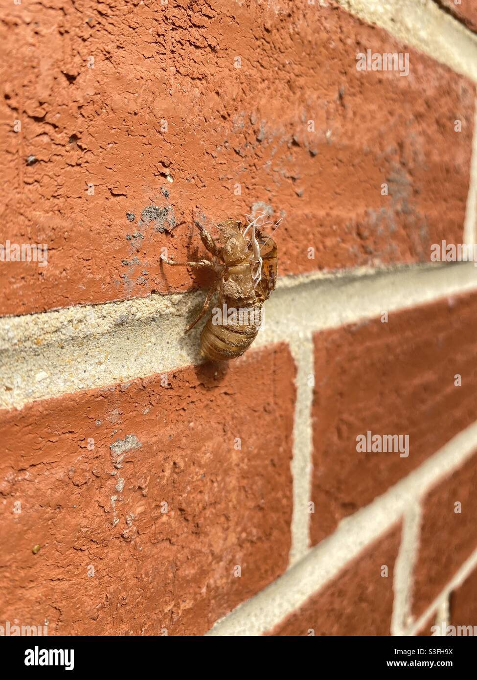 Cicada exoskeleton insect shell hi-res stock photography and images - Alamy