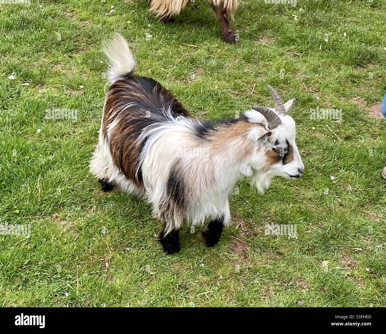 Drovers hi-res stock photography and images - Alamy