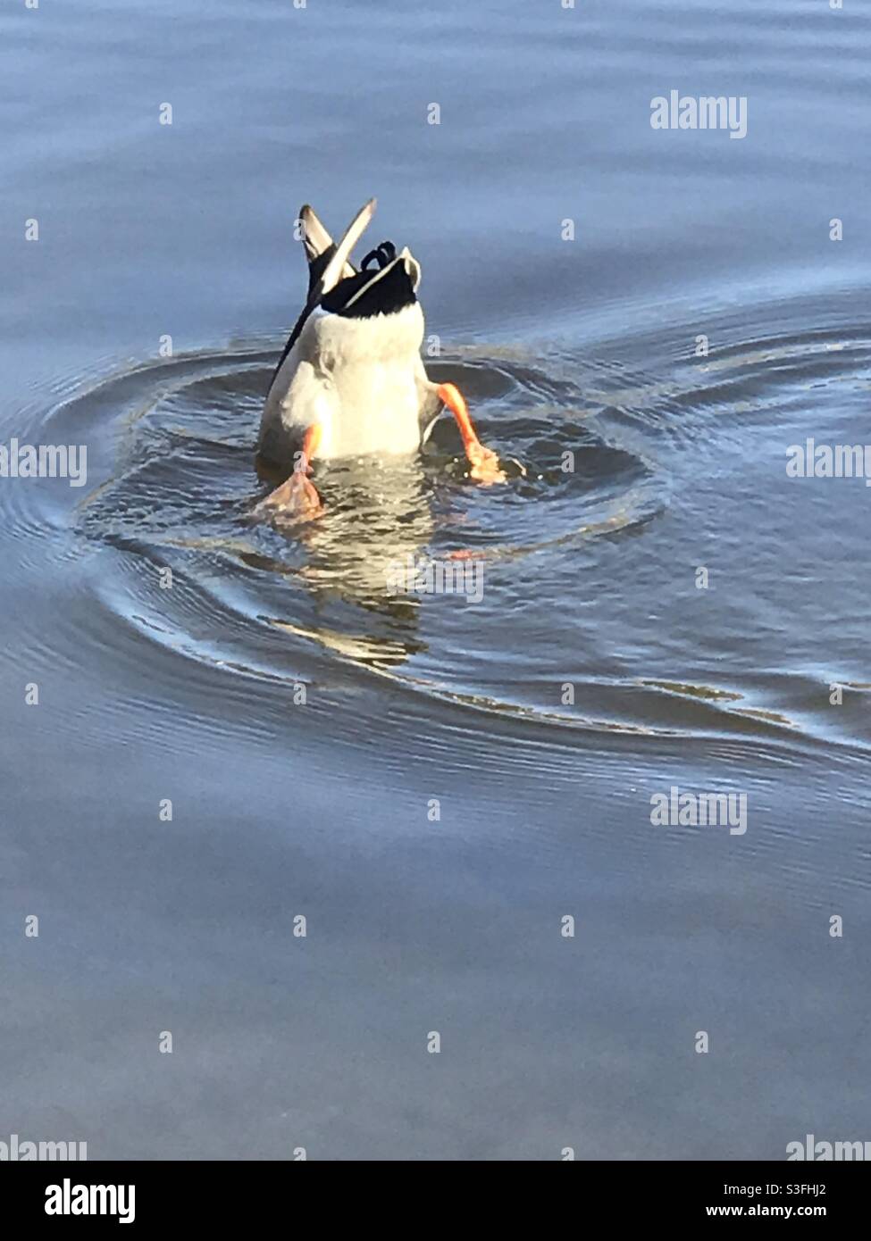 Duck bottoms hi-res stock photography and images - Alamy