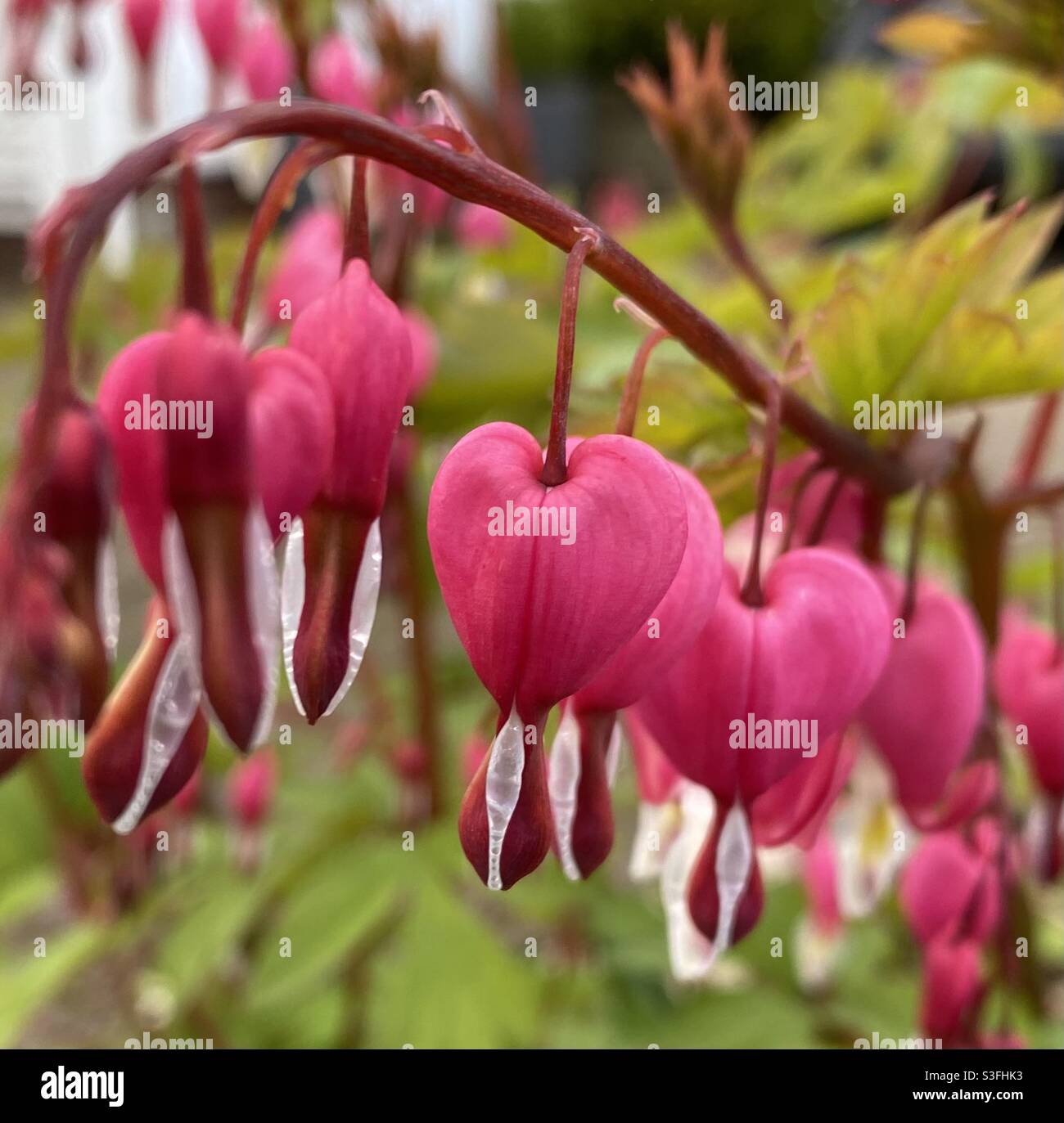 Let love grow hi-res stock photography and images - Alamy