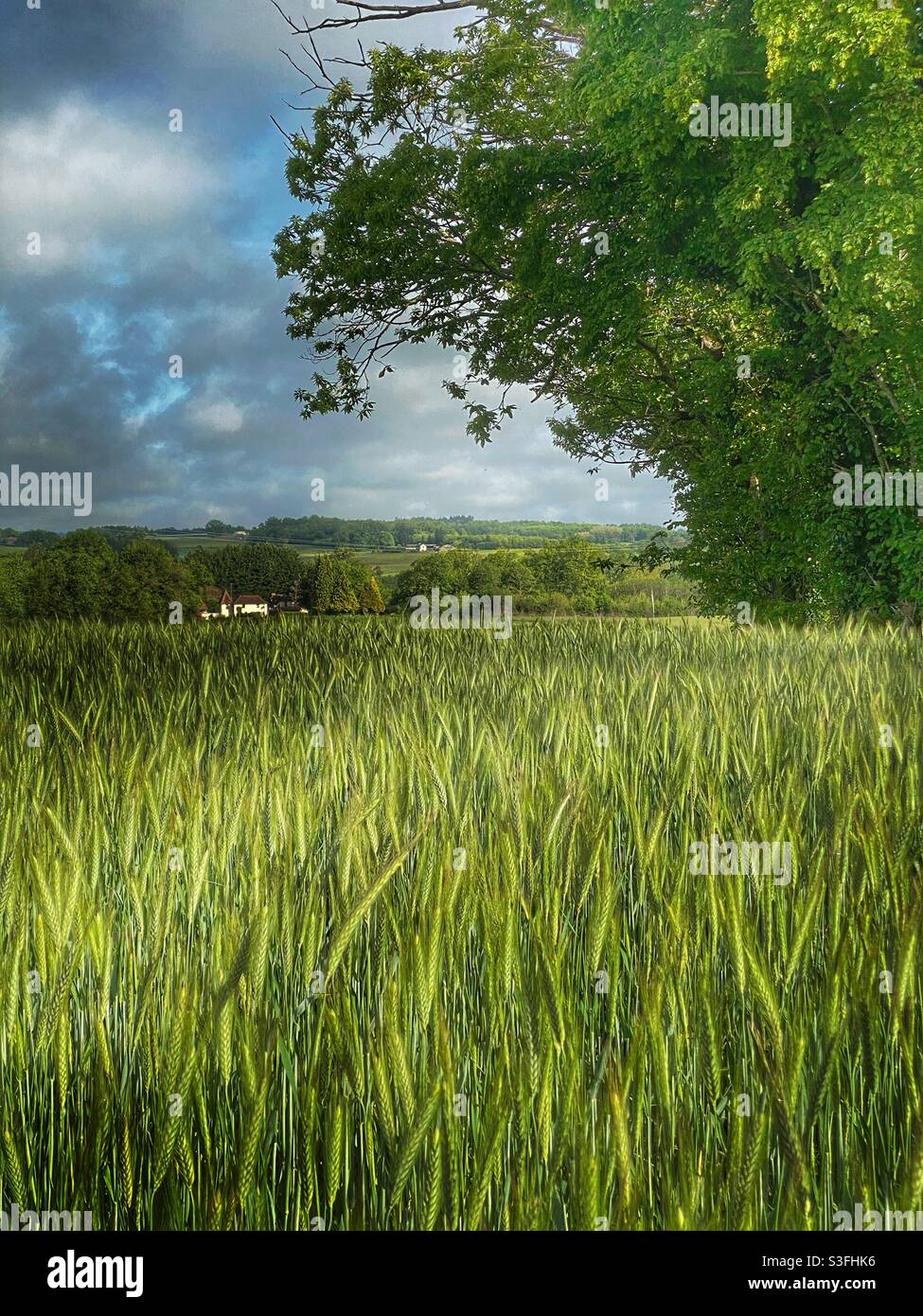 French wheat hi-res stock photography and images - Alamy