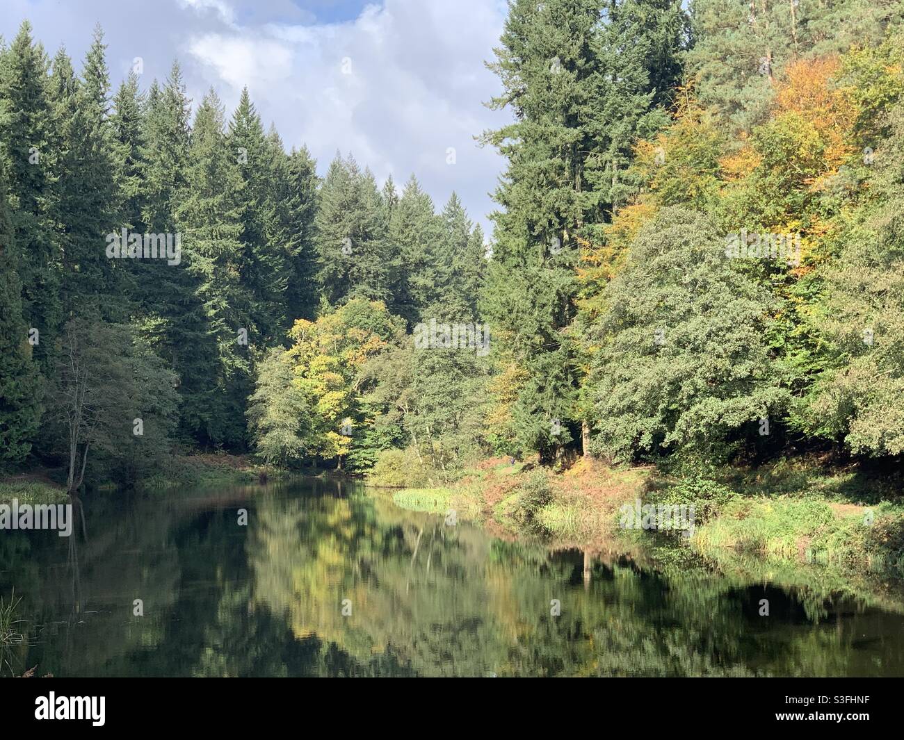 Trees around lake reflection Stock Photo - Alamy