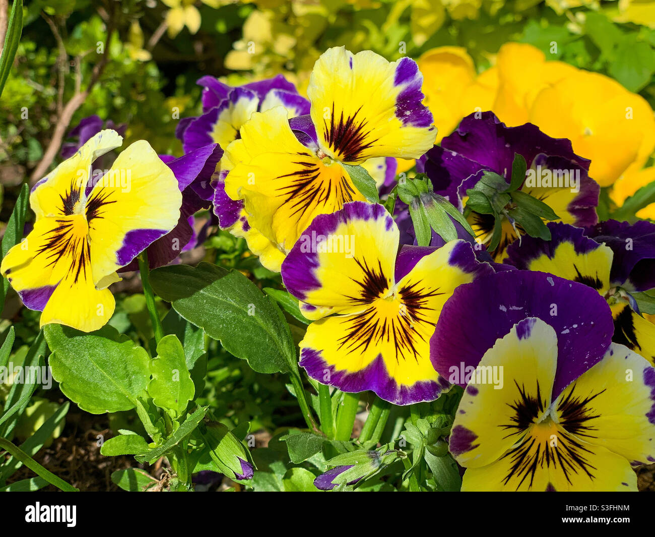Beautiful violet flowers in the spring garden, flowers background Stock ...