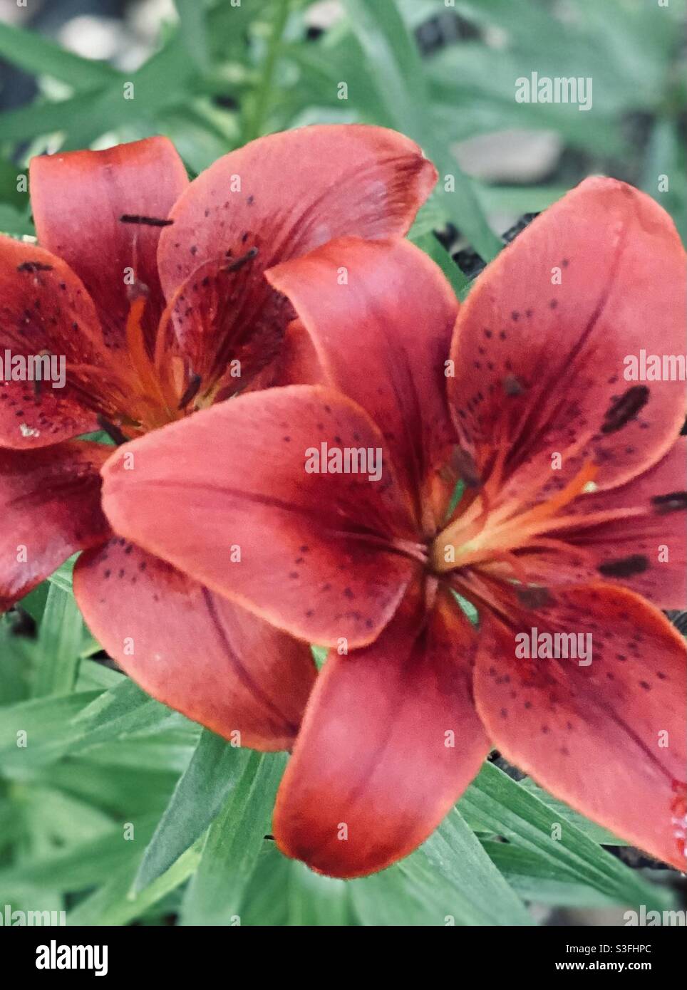 Fire iris flowers hi-res stock photography and images - Alamy