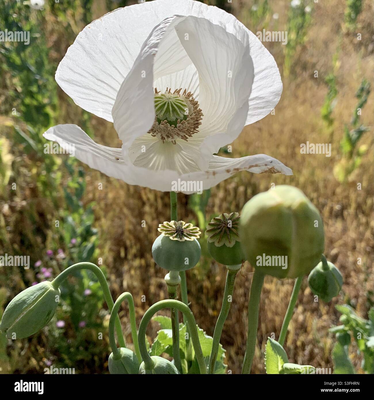 White poppy hi-res stock photography and images - Alamy