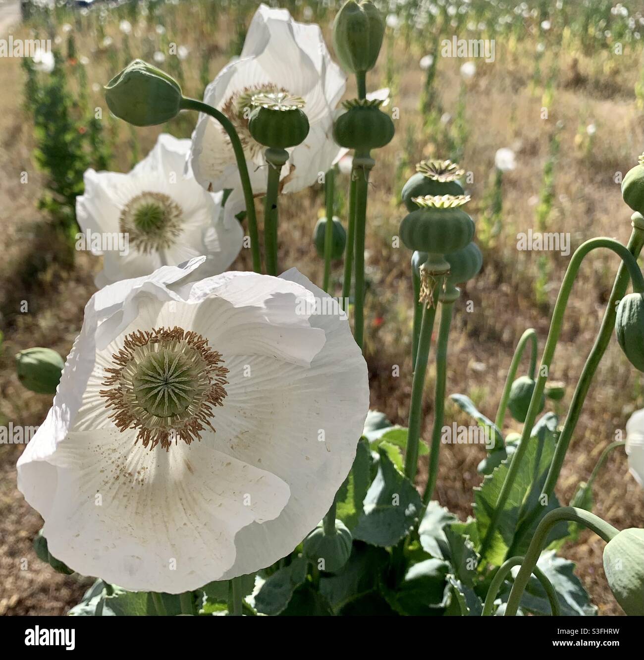 White poppy hi-res stock photography and images - Alamy