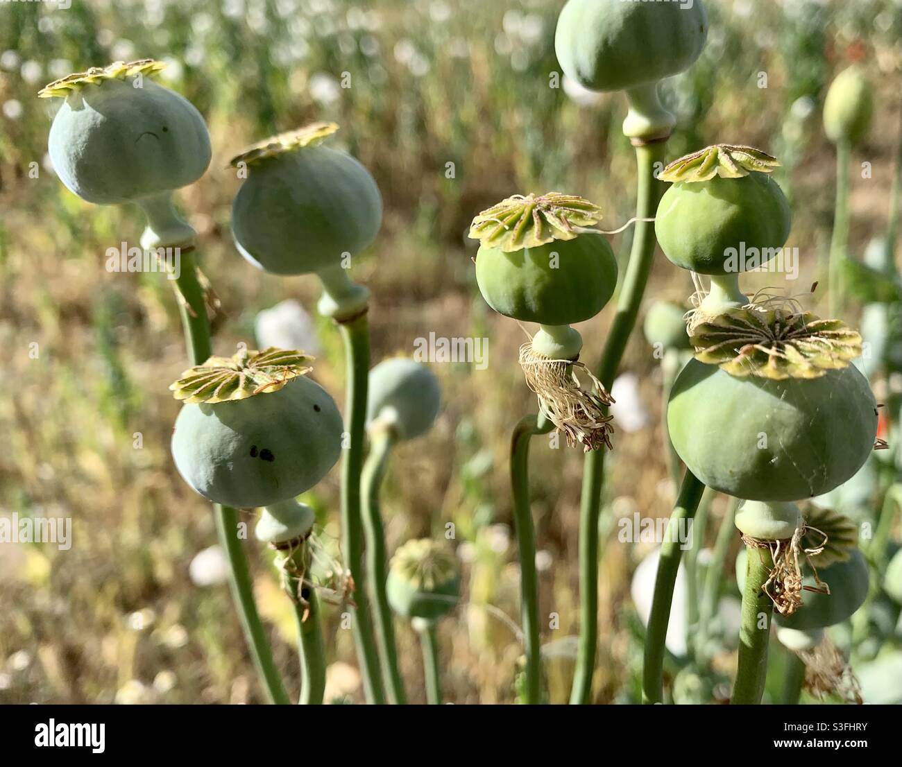 White poppy hi-res stock photography and images - Alamy