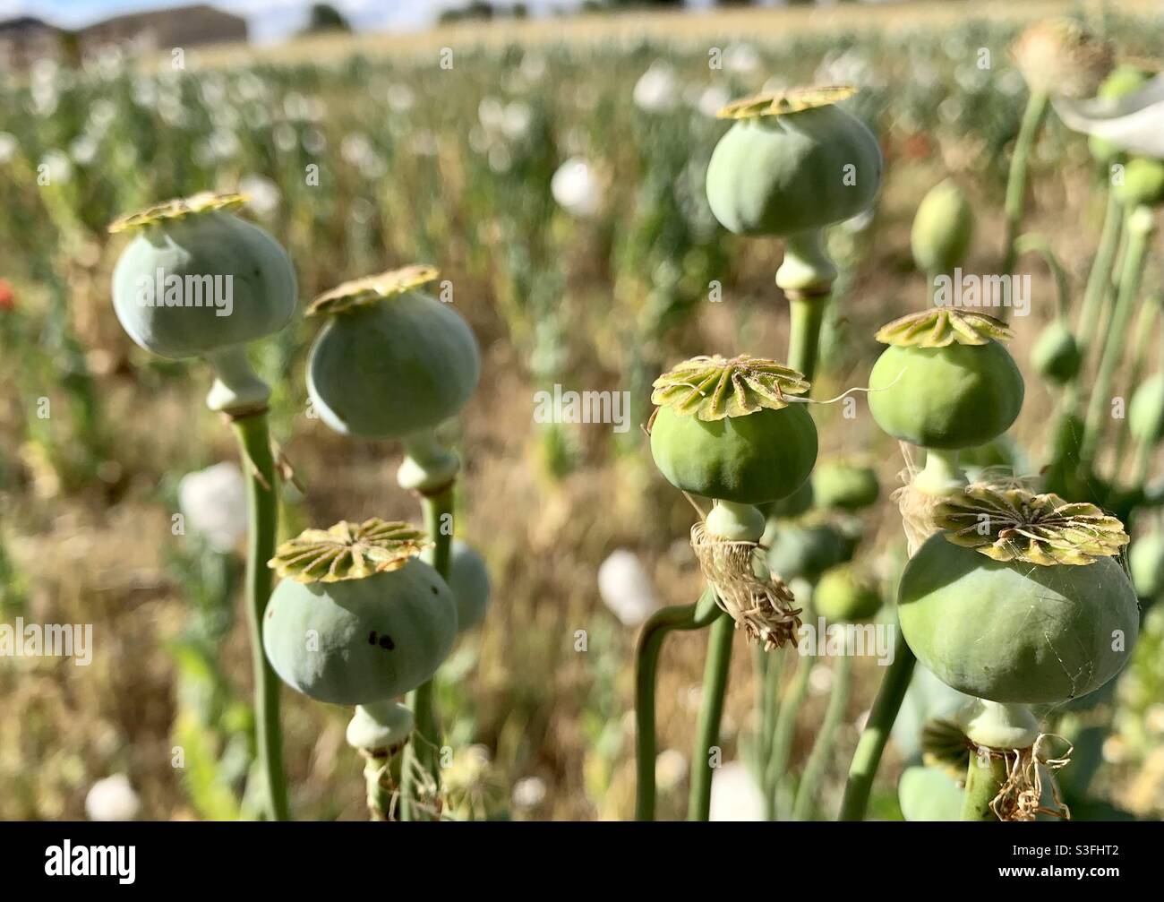 Papaver fruit hi-res stock photography and images - Alamy