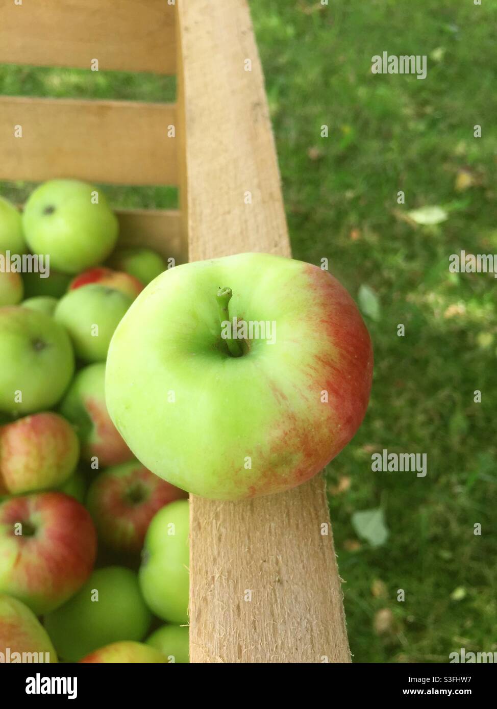 Freshly harvested apple on the edge of a wooden crate filled with ...