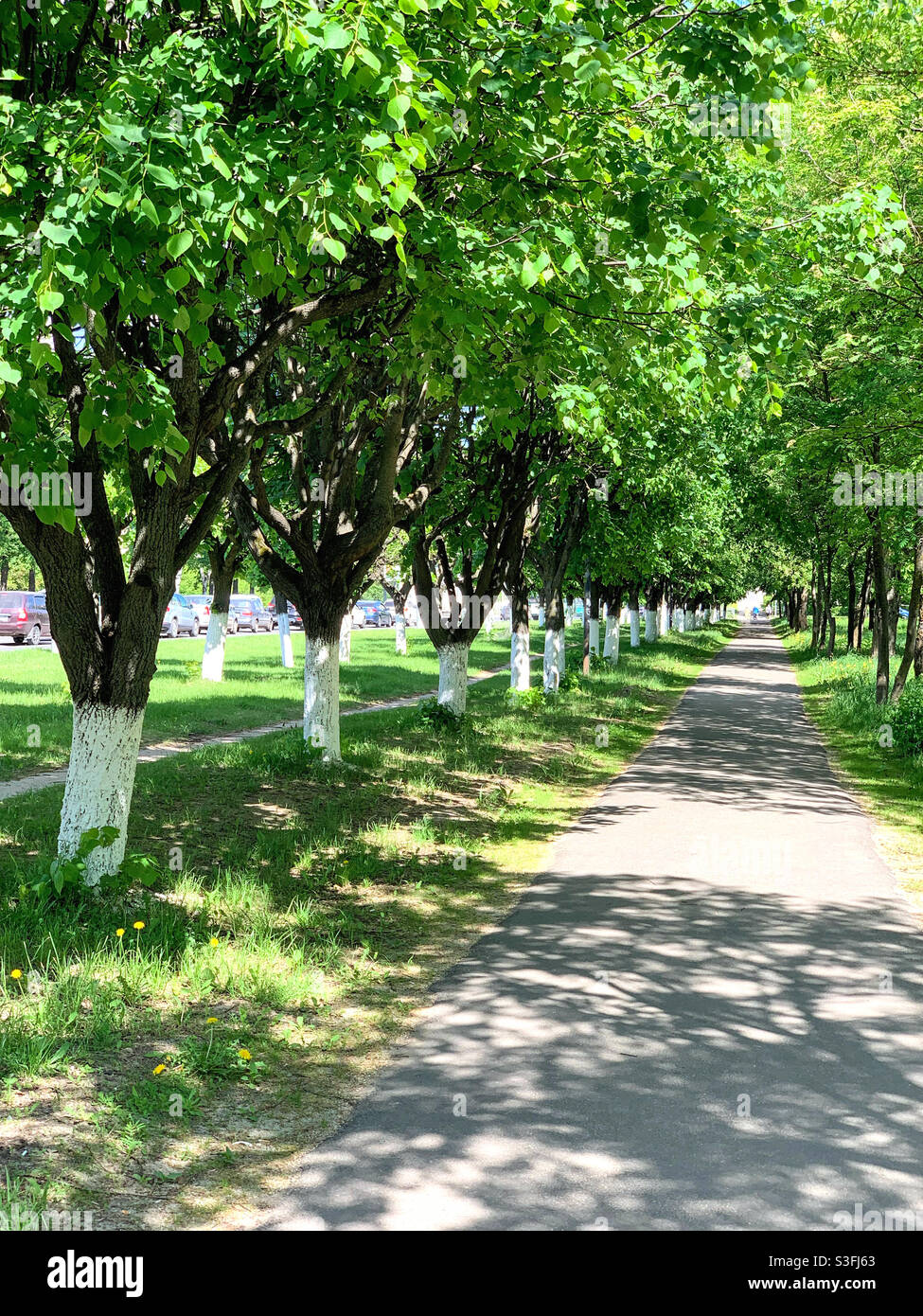 Alley of trees between hi-res stock photography and images - Alamy