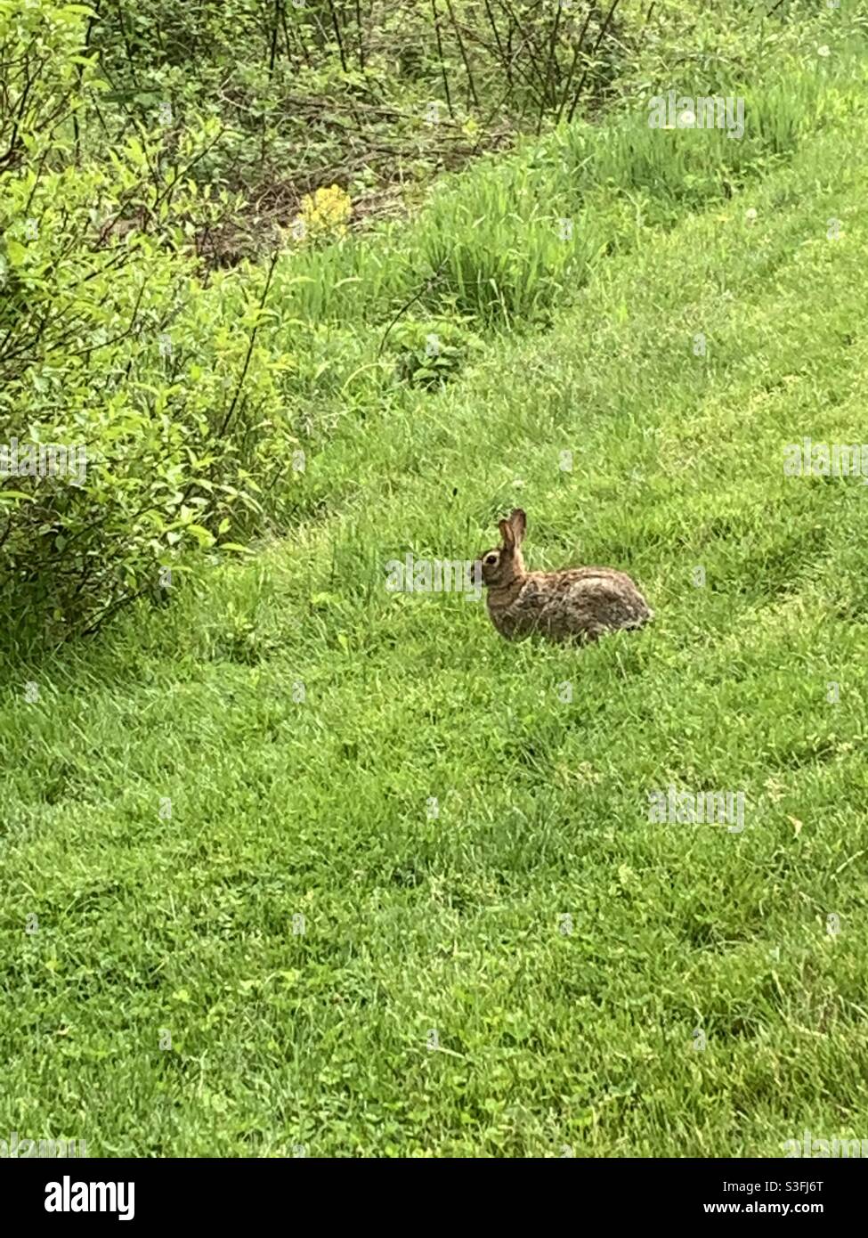 Wild bunny hi-res stock photography and images - Alamy