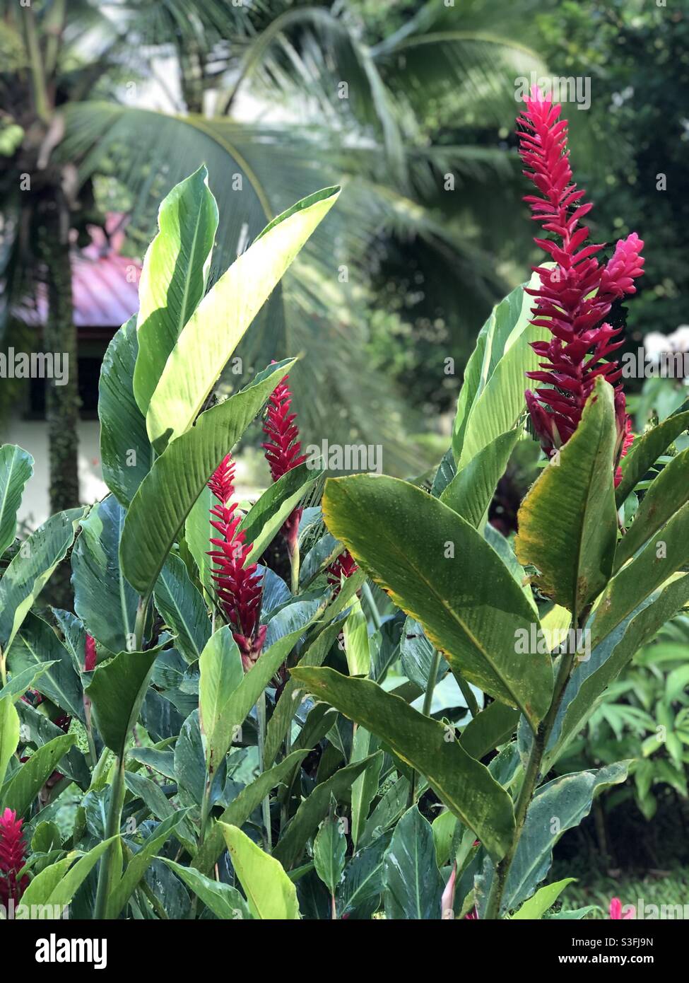 Ginger tree plant hi-res stock photography and images - Alamy