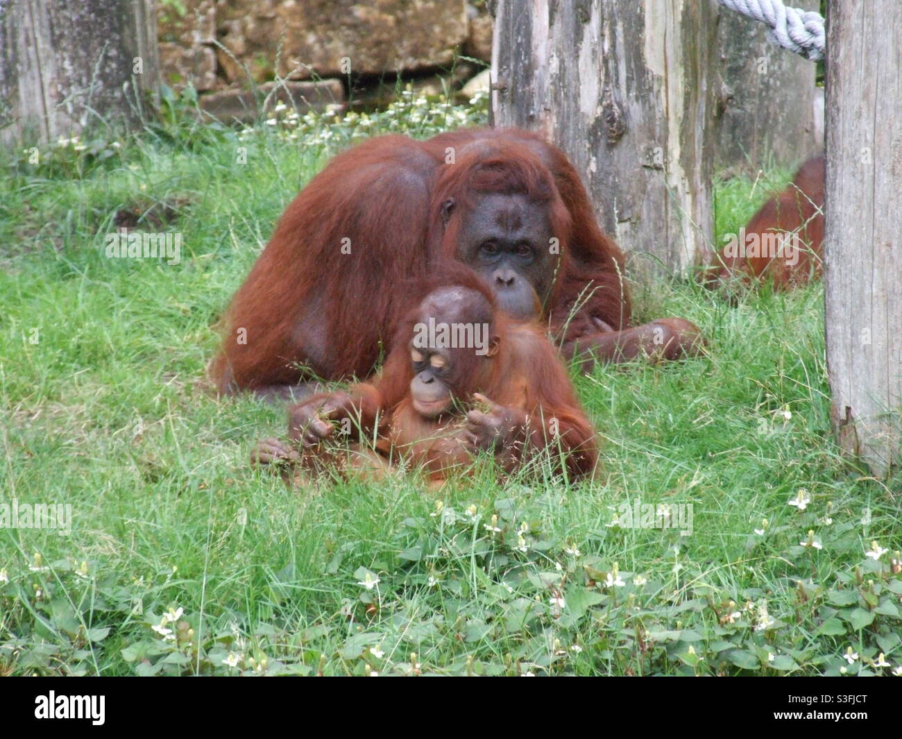 Mother watches over her baby Stock Photo - Alamy
