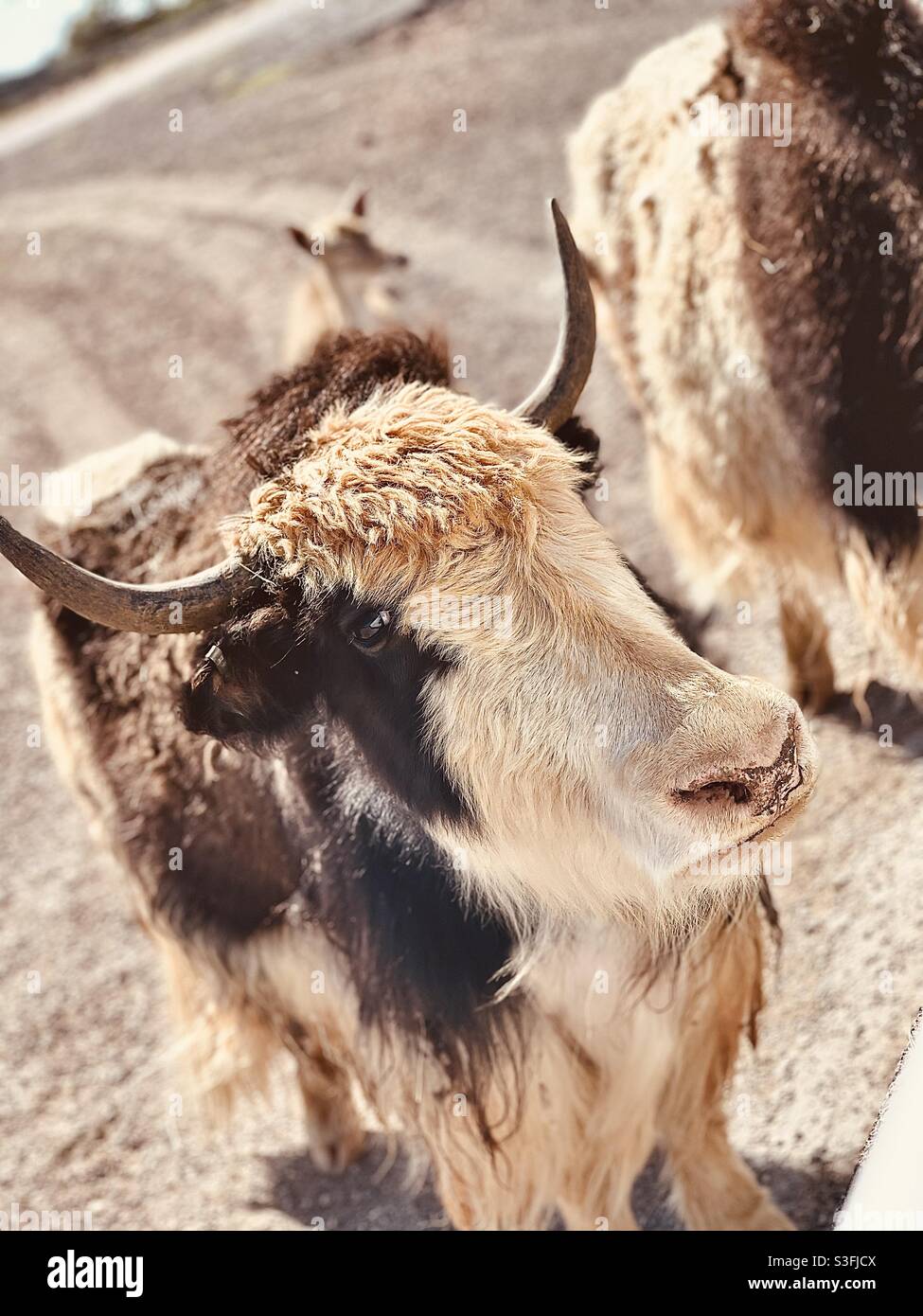 Yak yak hi-res stock photography and images - Alamy