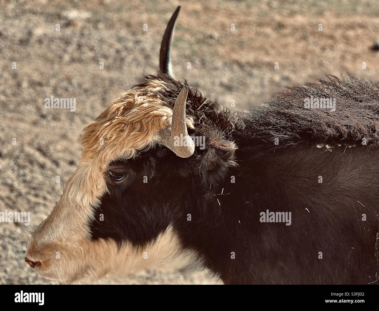 Yak yak hi-res stock photography and images - Alamy