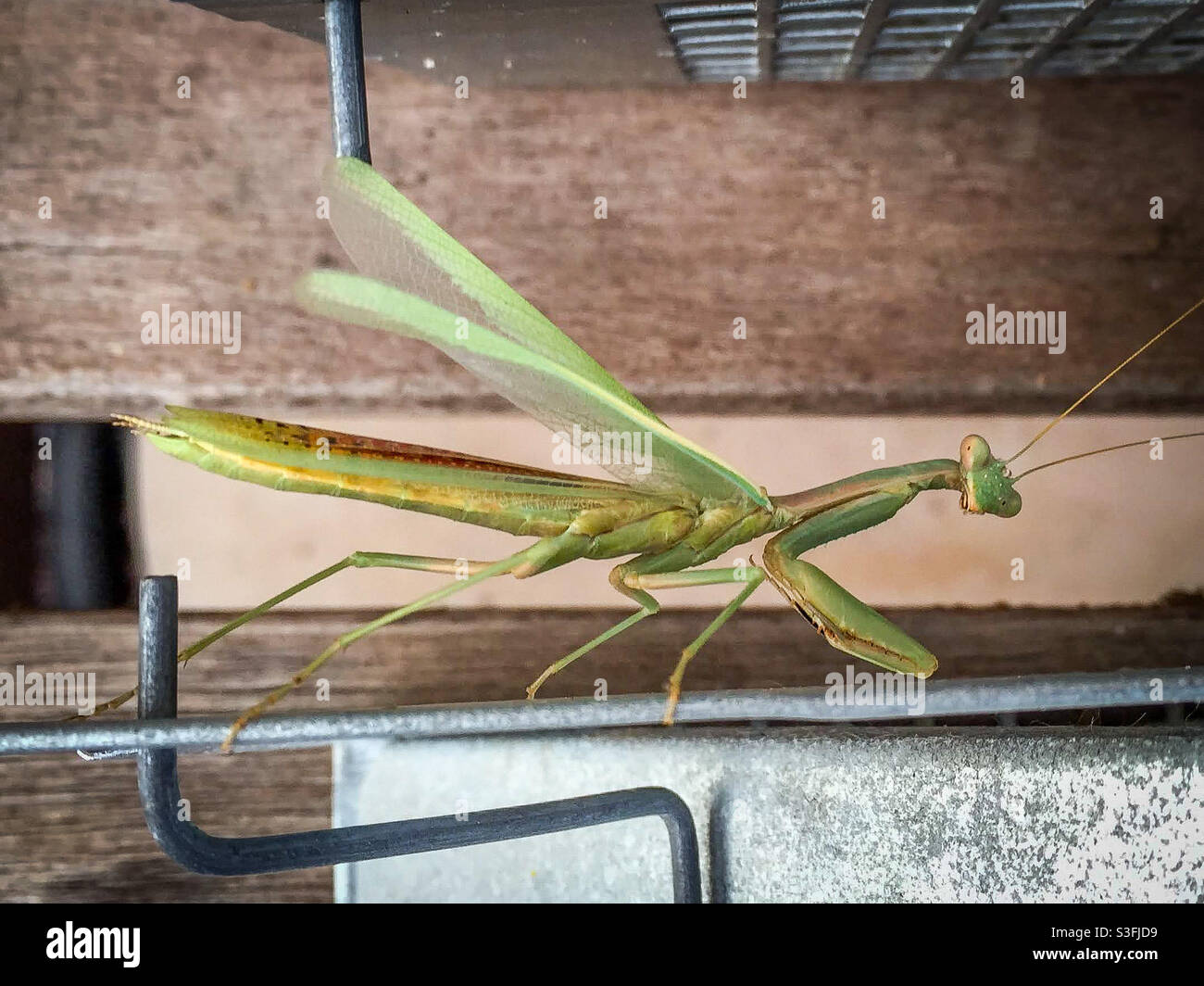 Praying Mantis Flying