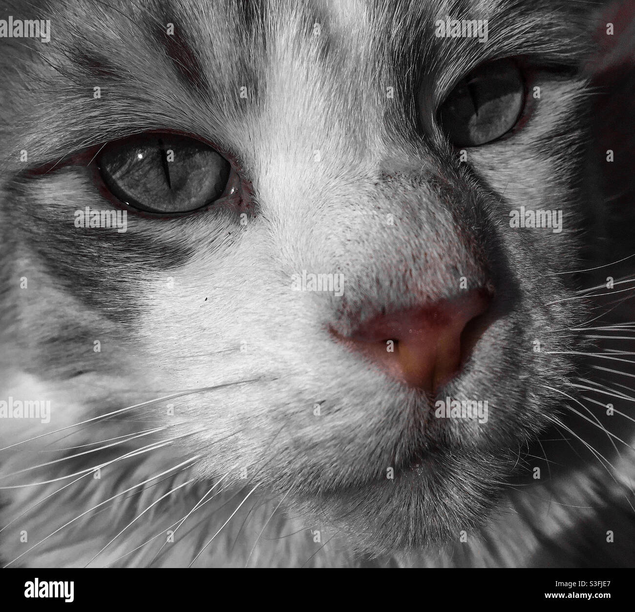 Black and white close up of a cat’s face with a pink nose Stock Photo ...