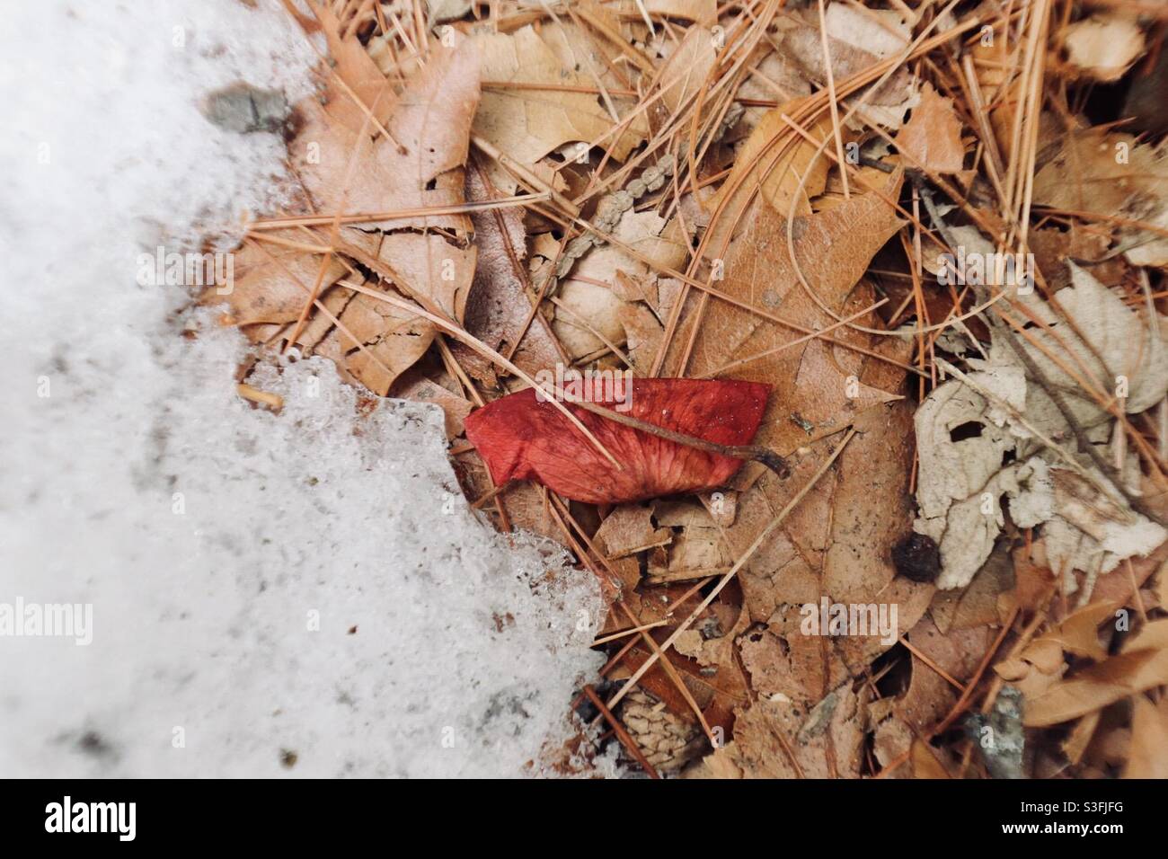 Red leaves snow hi-res stock photography and images - Alamy