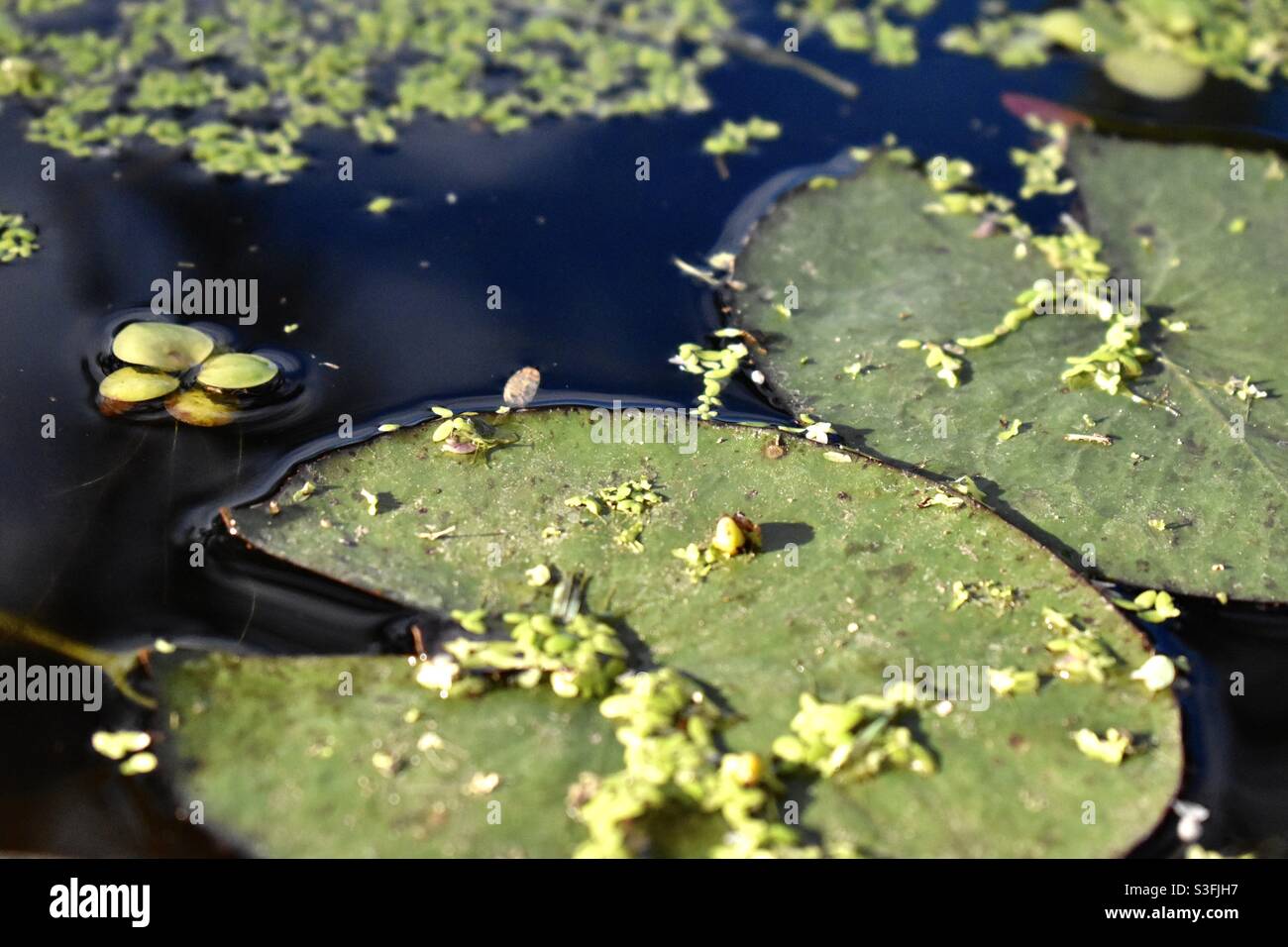Lily pads australia hi-res stock photography and images - Alamy