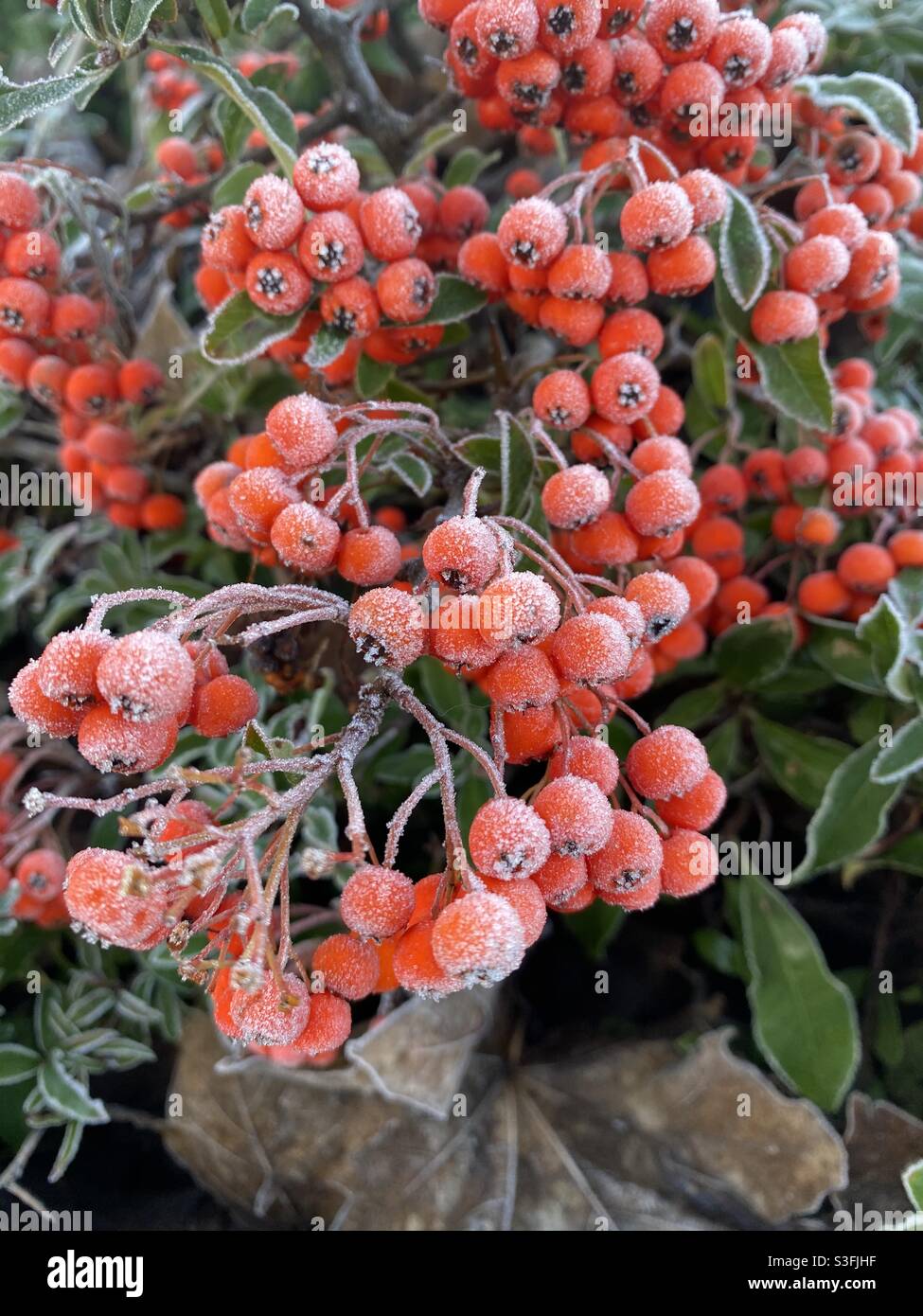 Frosted berries hi-res stock photography and images - Alamy