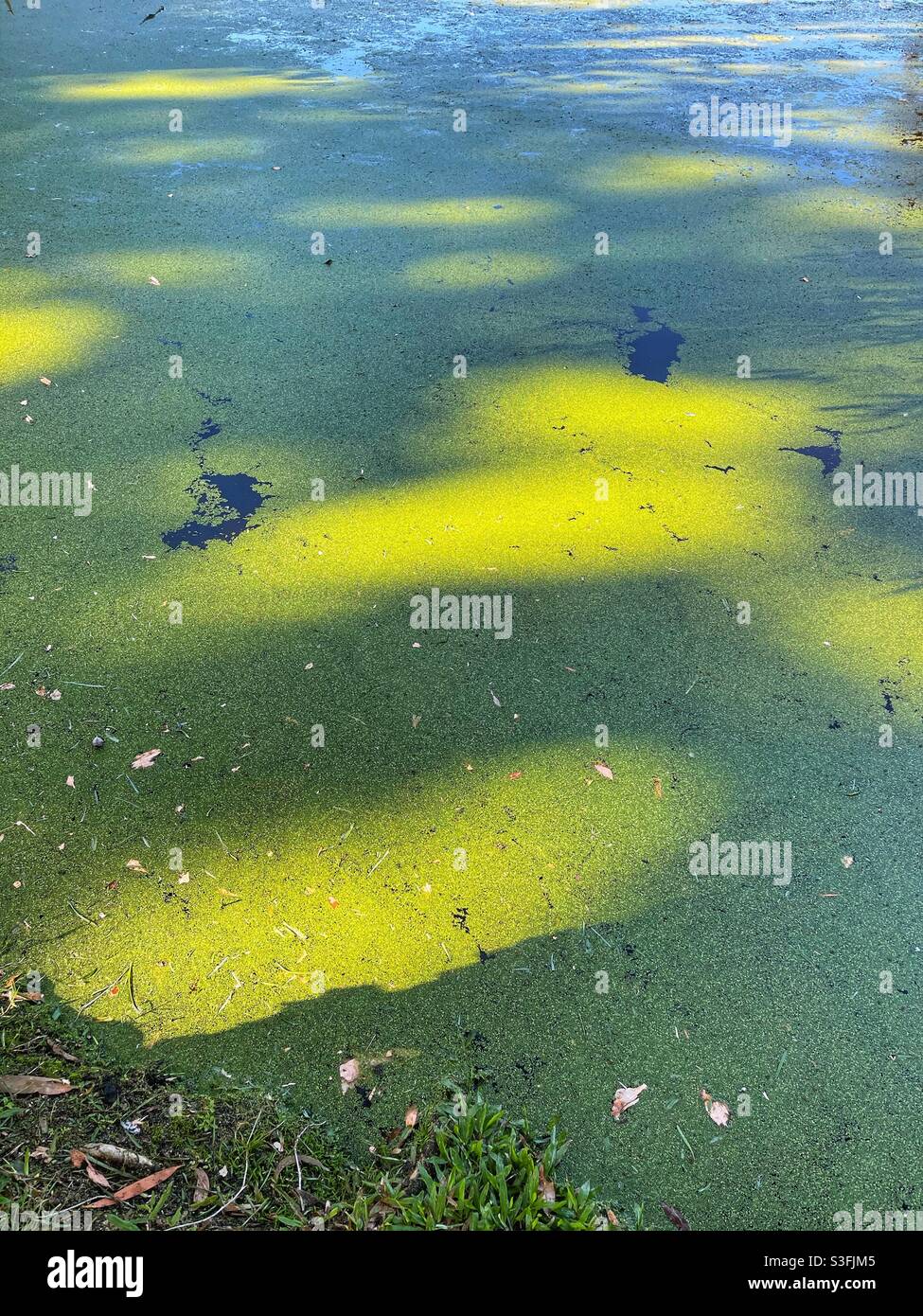 Green algae on a lake in Queensland, Australia Stock Photo - Alamy