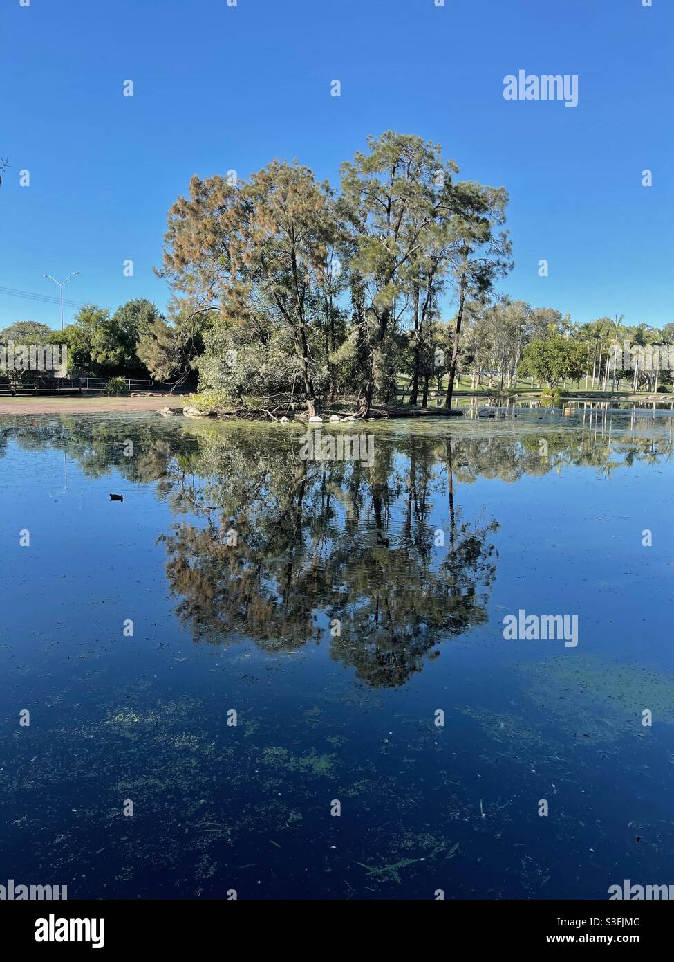 Trees reflected in a lake in Centenary Lakes Park, Caboolture ...