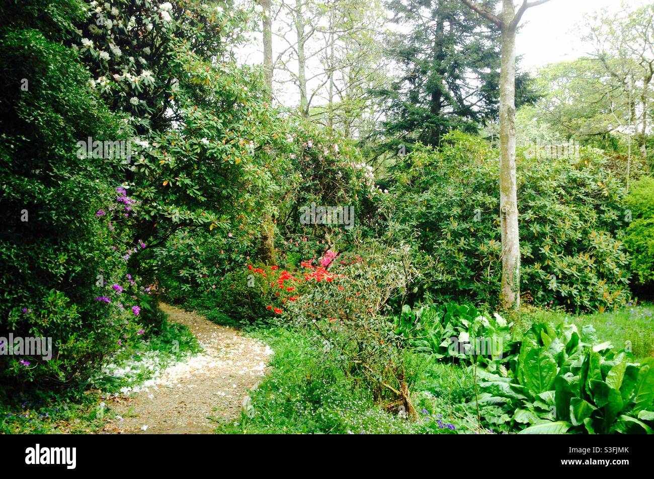 Floral garden walks - pathway through a flower garden in the UK Stock ...