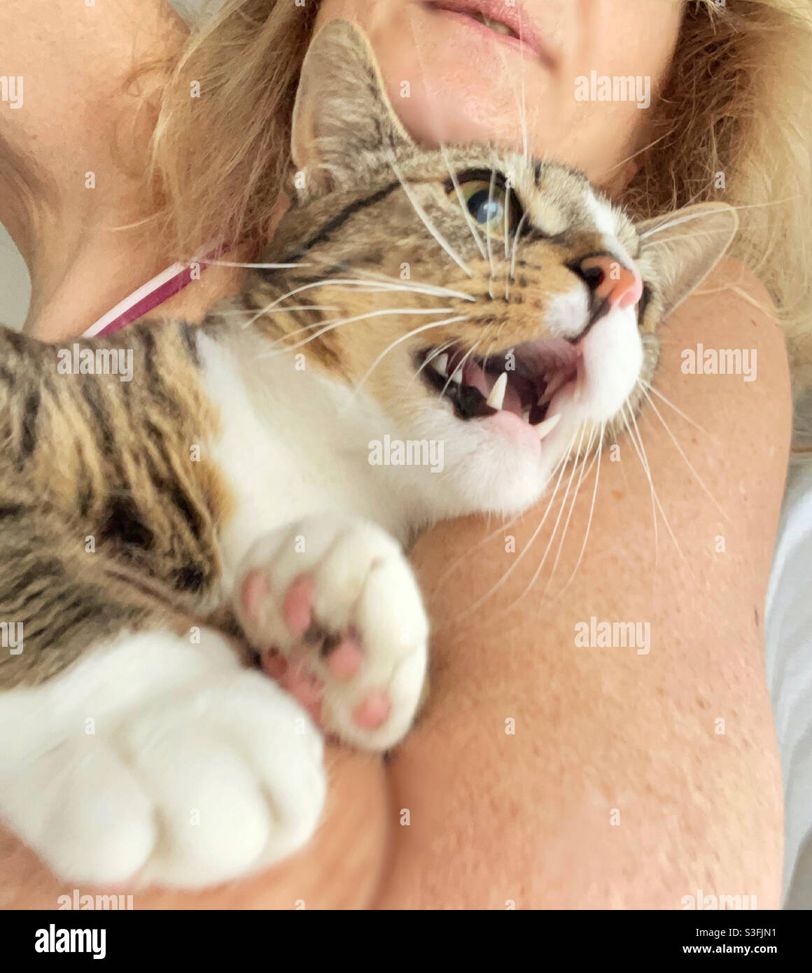 Animal roaring hi-res stock photography and images - Alamy