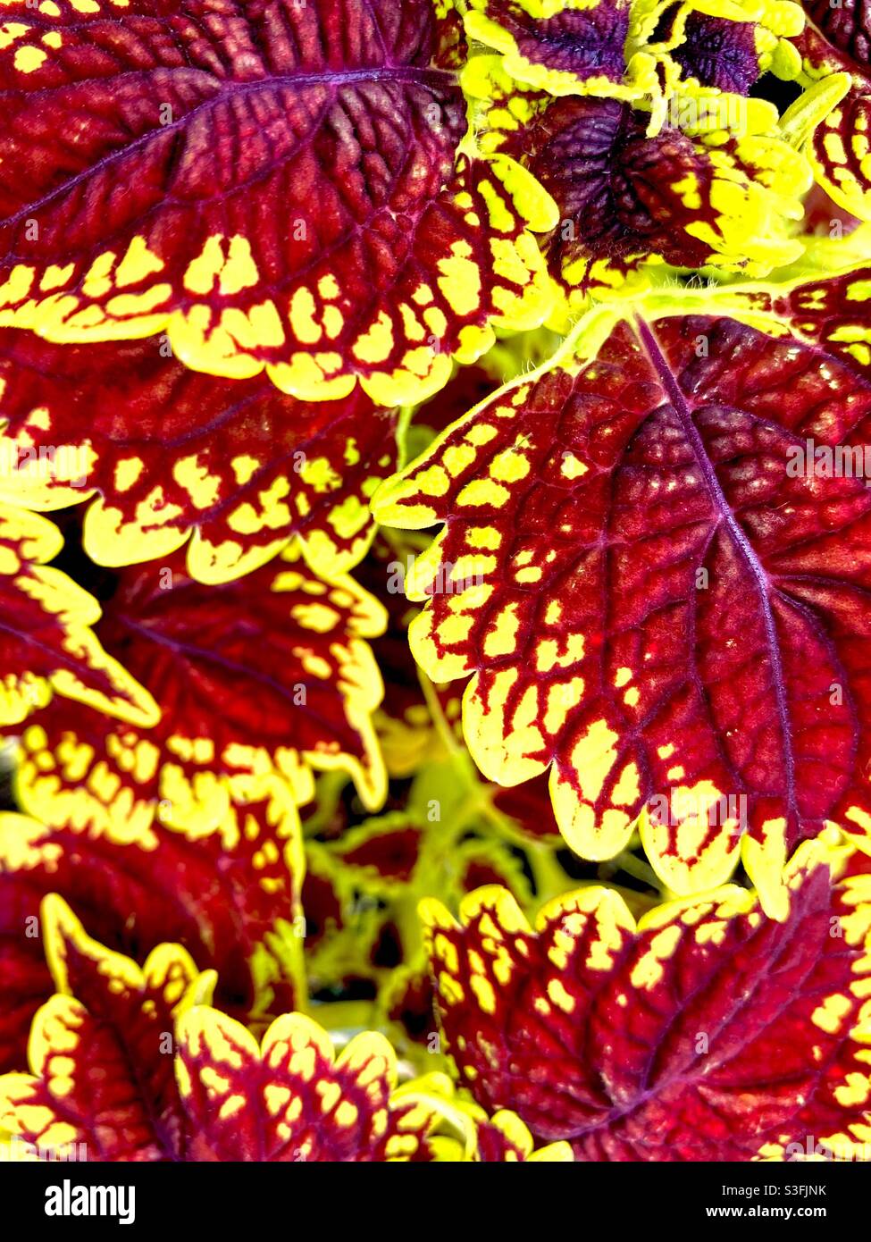 Coleus Plant Leaves High Resolution Stock Photography and Images - Alamy