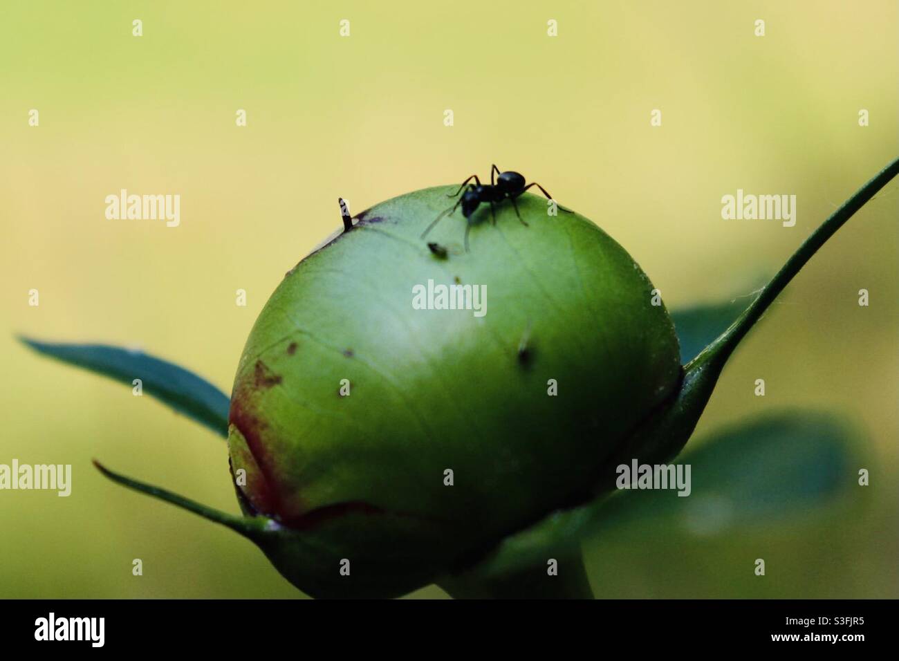 Ant crawling on flower hi-res stock photography and images - Alamy