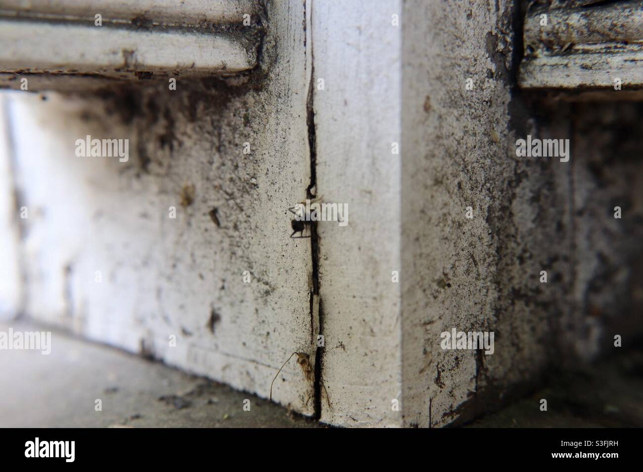 Crawling insects hi-res stock photography and images - Alamy
