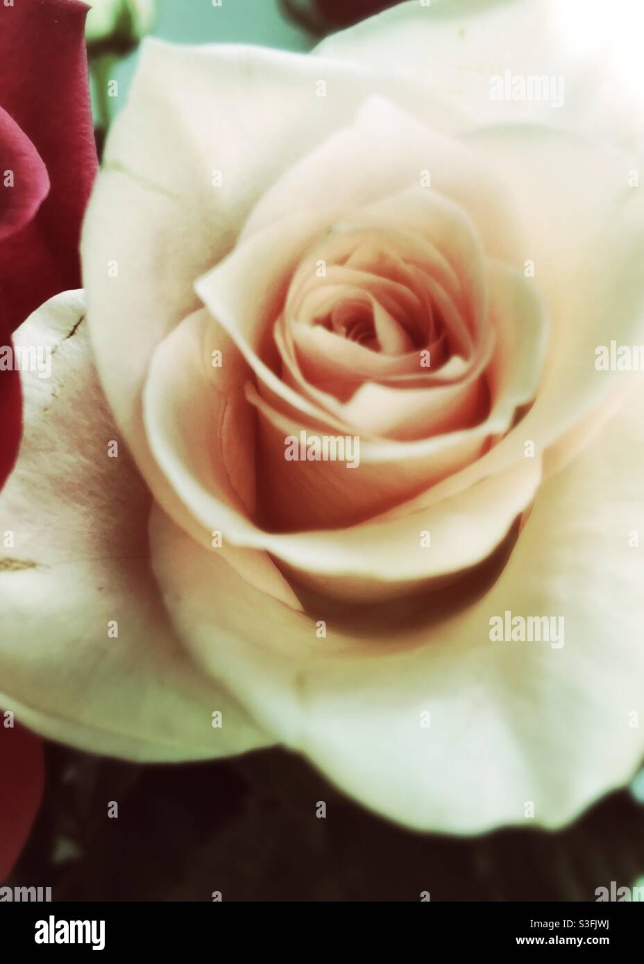 Timeless cream rose hi-res stock photography and images - Alamy