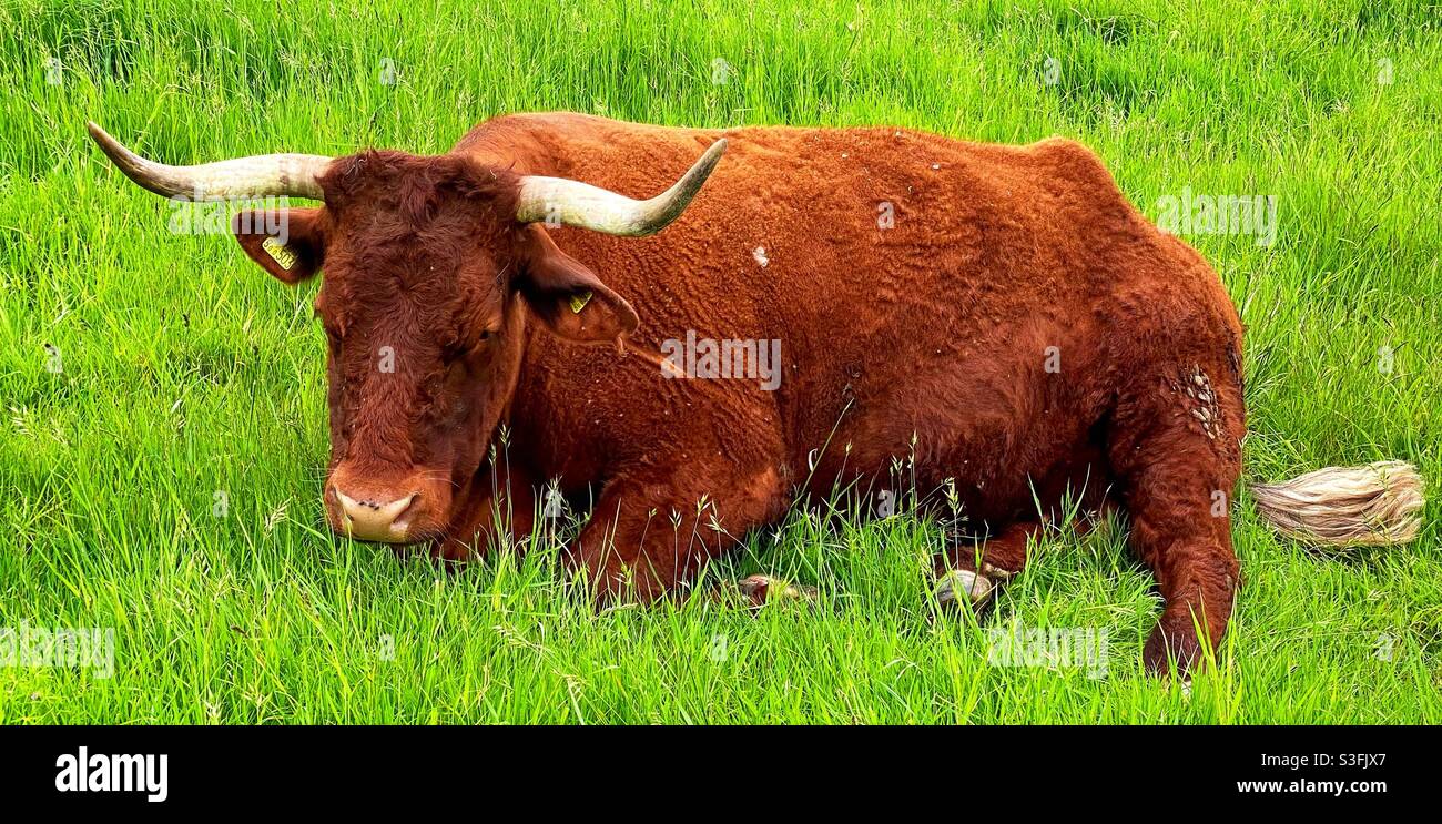 Cow at Kingston Lacy Stock Photo - Alamy